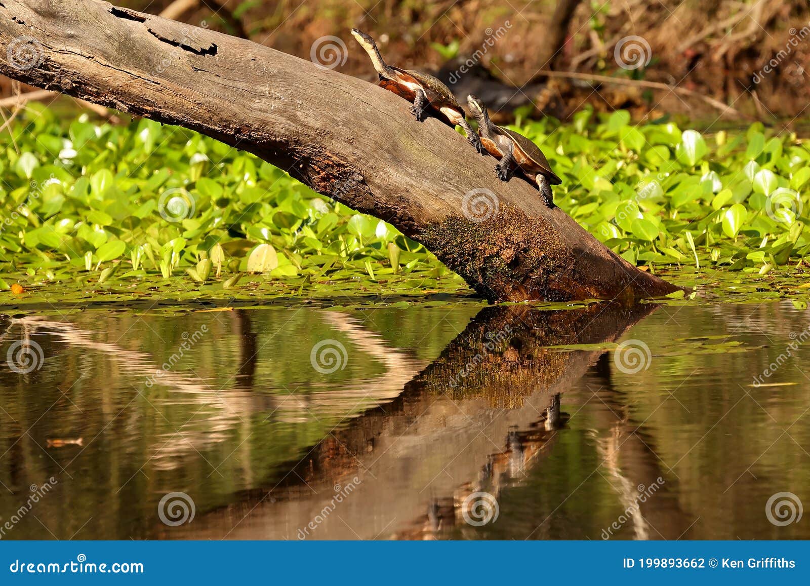 Eastern Long-necked and Murray River Turtles Stock Photo - Image of ...