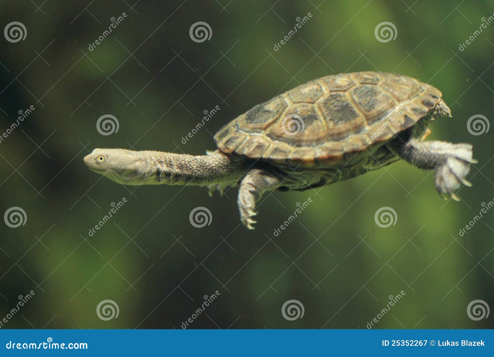 Eastern long-necked turtle stock image. Image of animal - 25352267