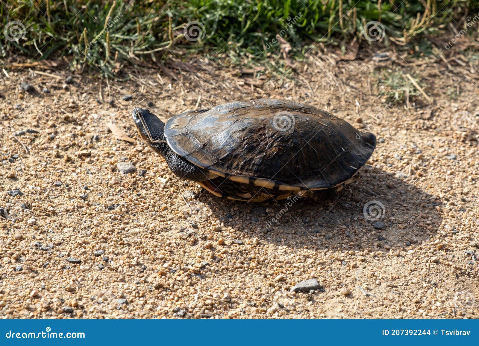 Eastern Long-necked Turtle on the Ground. Stock Photo - Image of ...