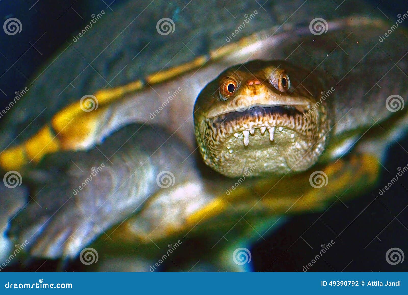 Eastern Long-necked Turtle, Kuala Lumpur, Malaysia Stock Photo - Image ...