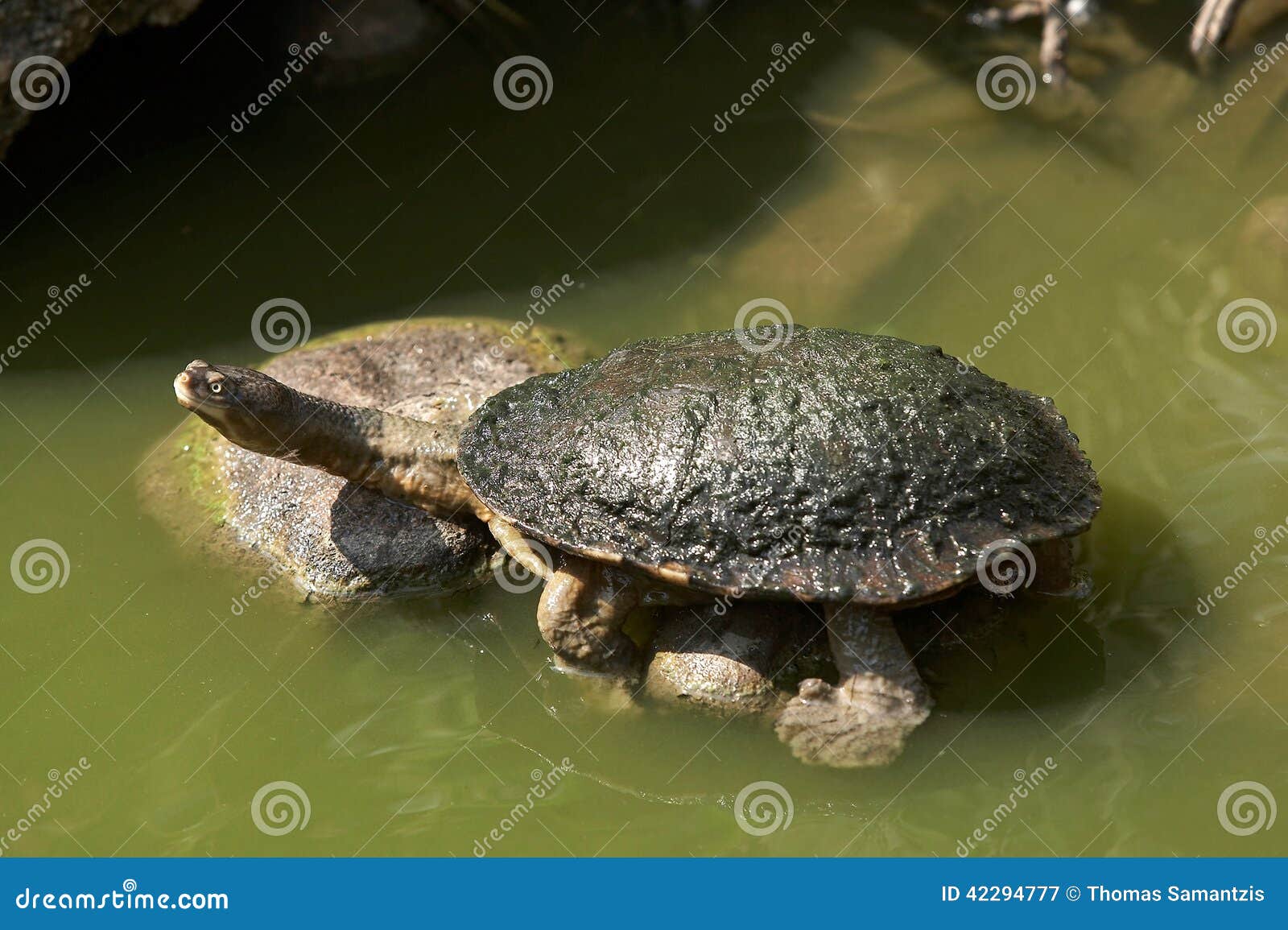 Eastern Long-necked Turtle Stock Photography | CartoonDealer.com #77059040