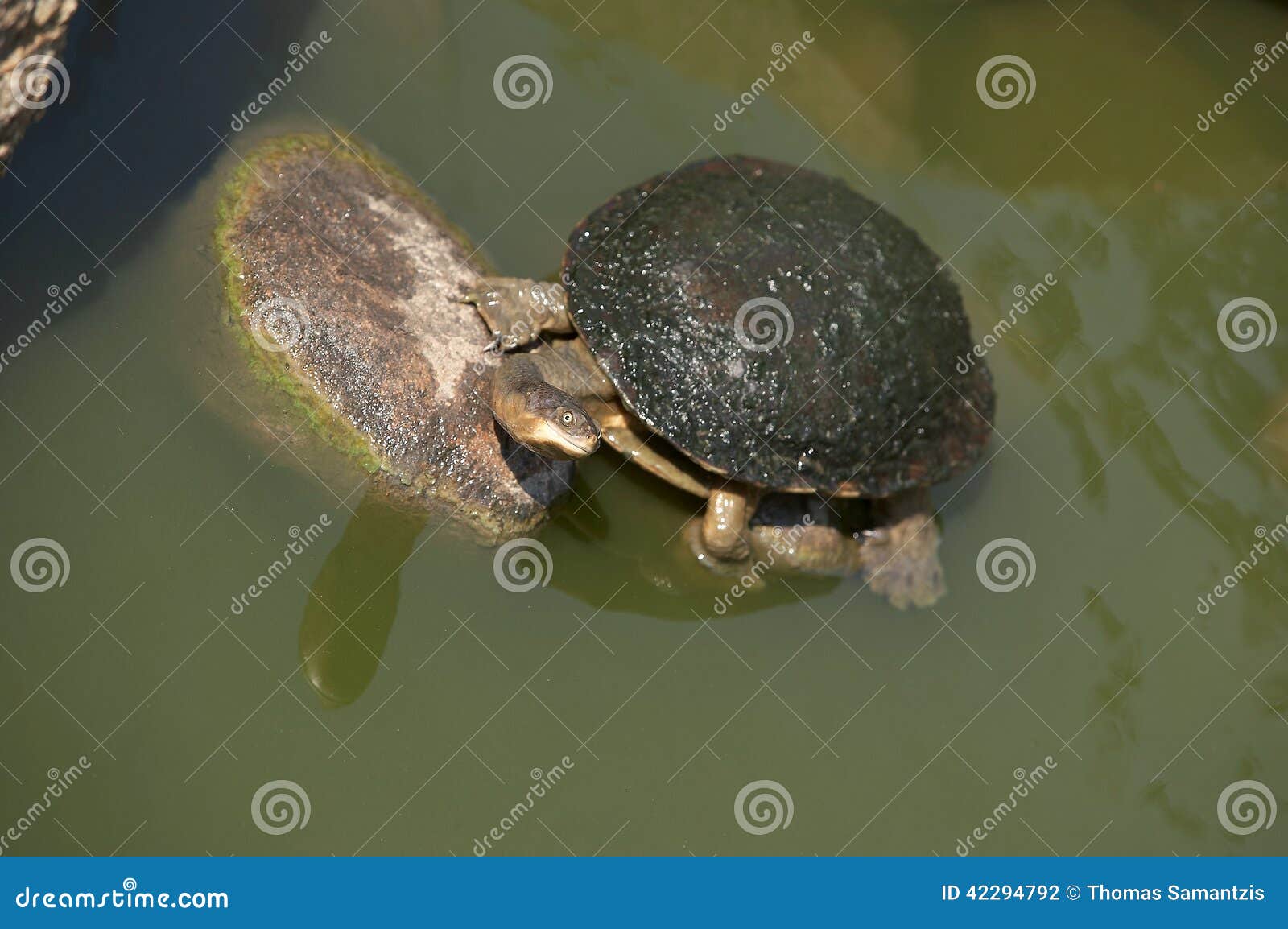 Eastern long-necked turtle stock photo. Image of turtle - 42294792
