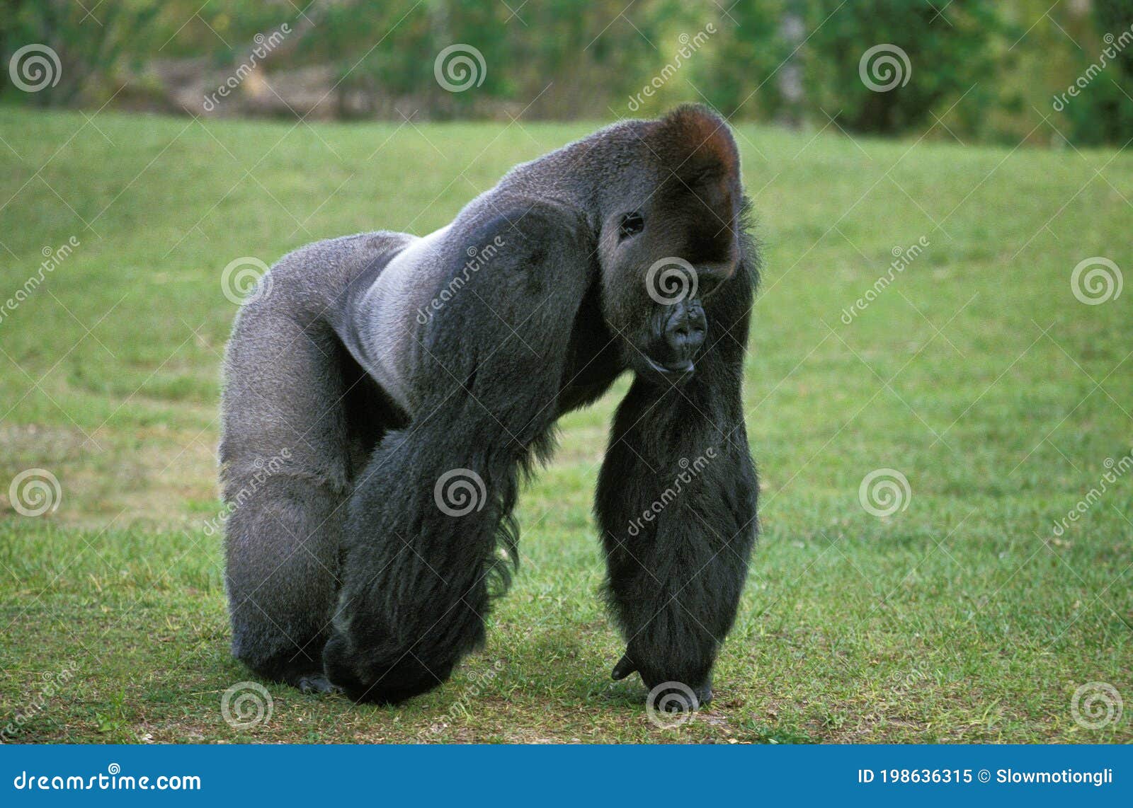 Eastern Lowland Gorilla, Gorilla Gorilla Graueri, Silverback Male Stock ...