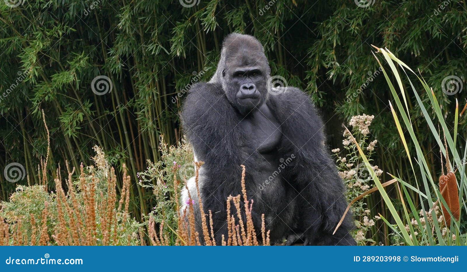 Eastern Lowland Gorilla, Gorilla Gorilla Graueri, Silverback Male Stock ...