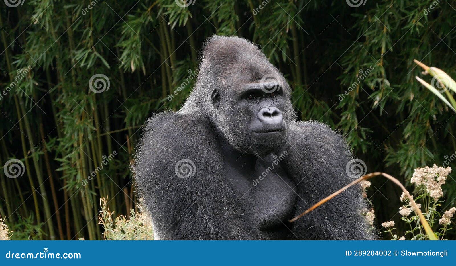 Eastern Lowland Gorilla, Gorilla Gorilla Graueri, Silverback Male Stock ...