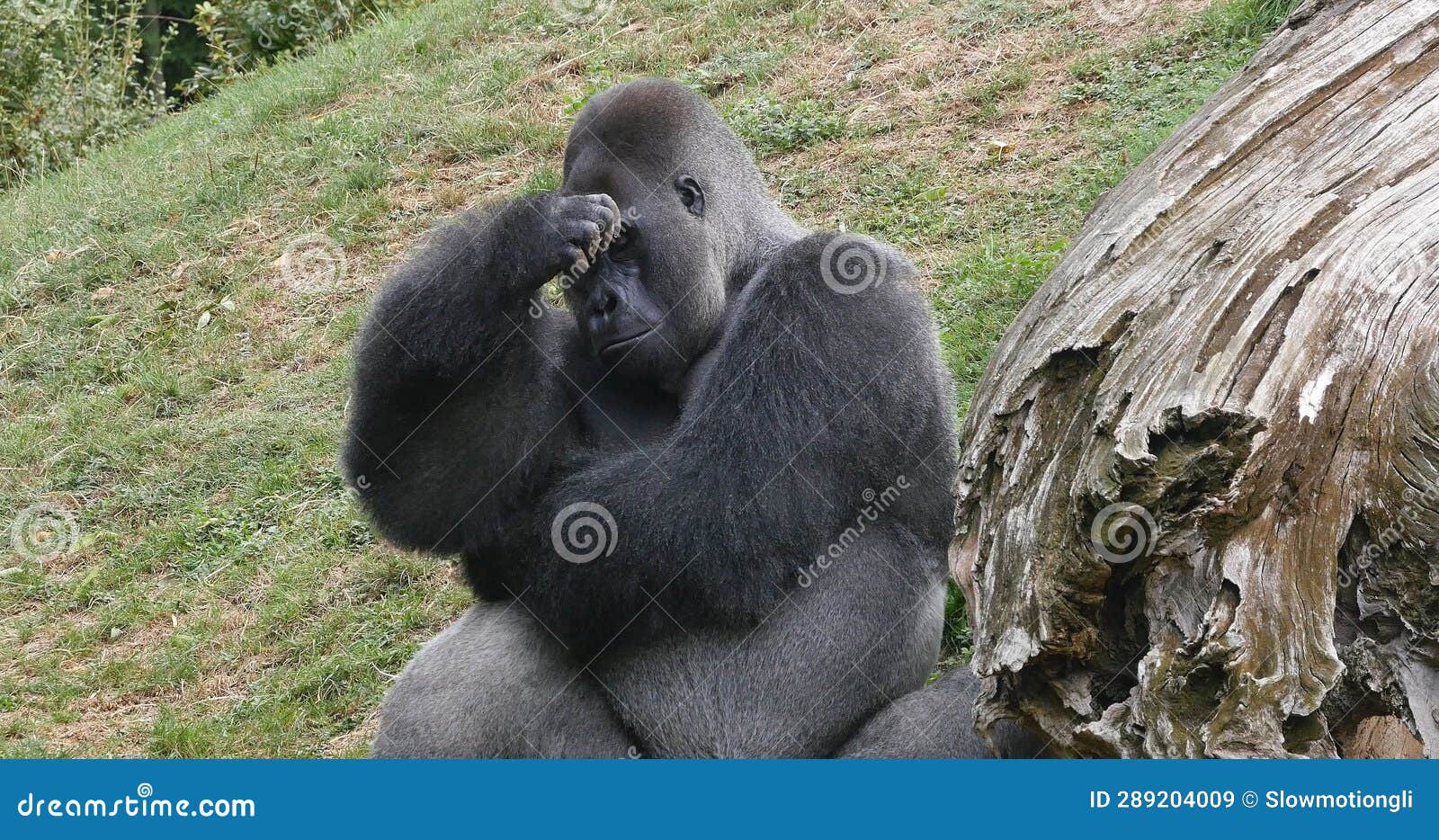 Eastern Lowland Gorilla, Gorilla Gorilla Graueri, Silverback Male Stock ...