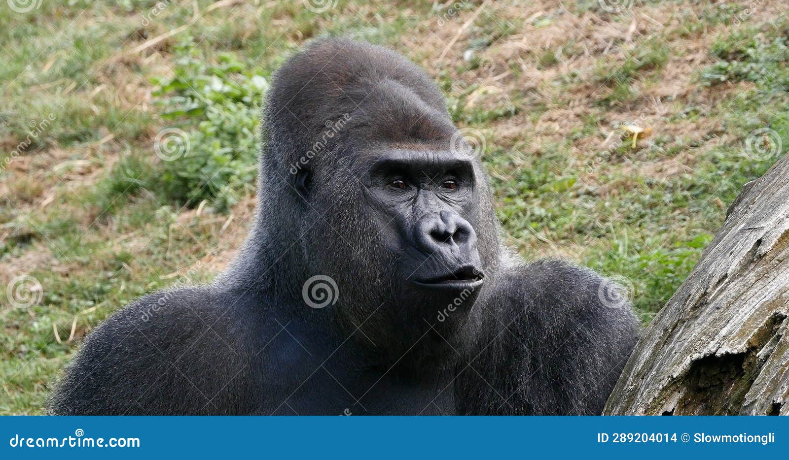 Eastern Lowland Gorilla, Gorilla Gorilla Graueri, Silverback Male Stock ...