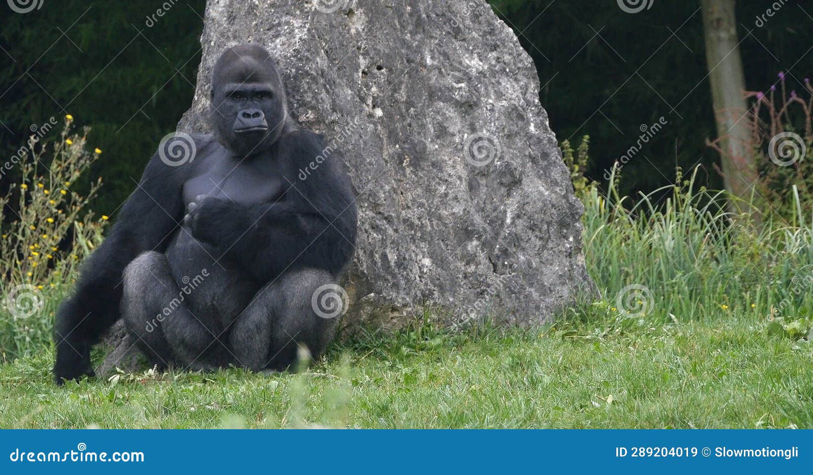 Eastern Lowland Gorilla, Gorilla Gorilla Graueri, Silverback Male Stock ...