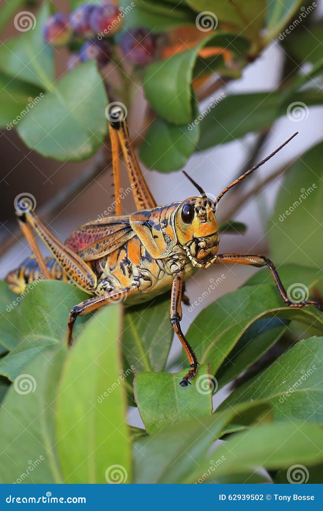 Eastern Lubber Grasshopper. Florida Lubber. A Yellow Grasshopper With ...