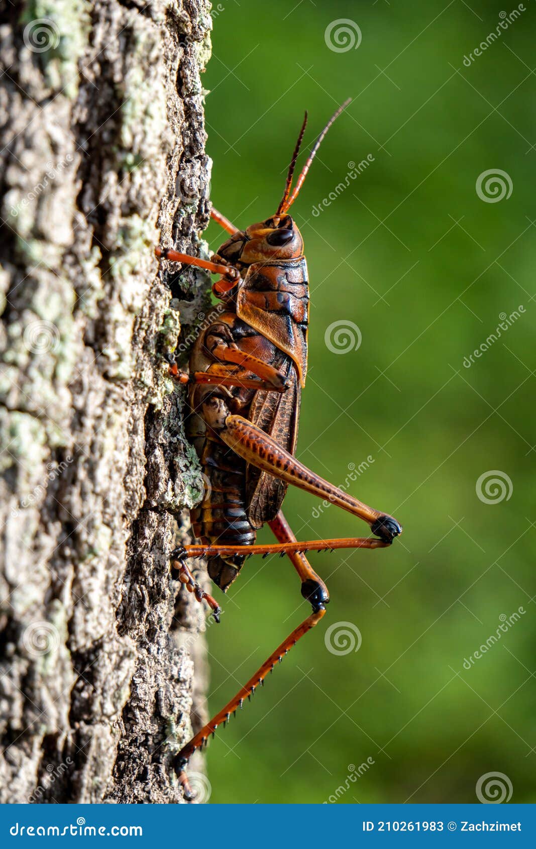 Grasshopper Climbing A Blade Of Grass, Macro Photo. Small Insect With ...