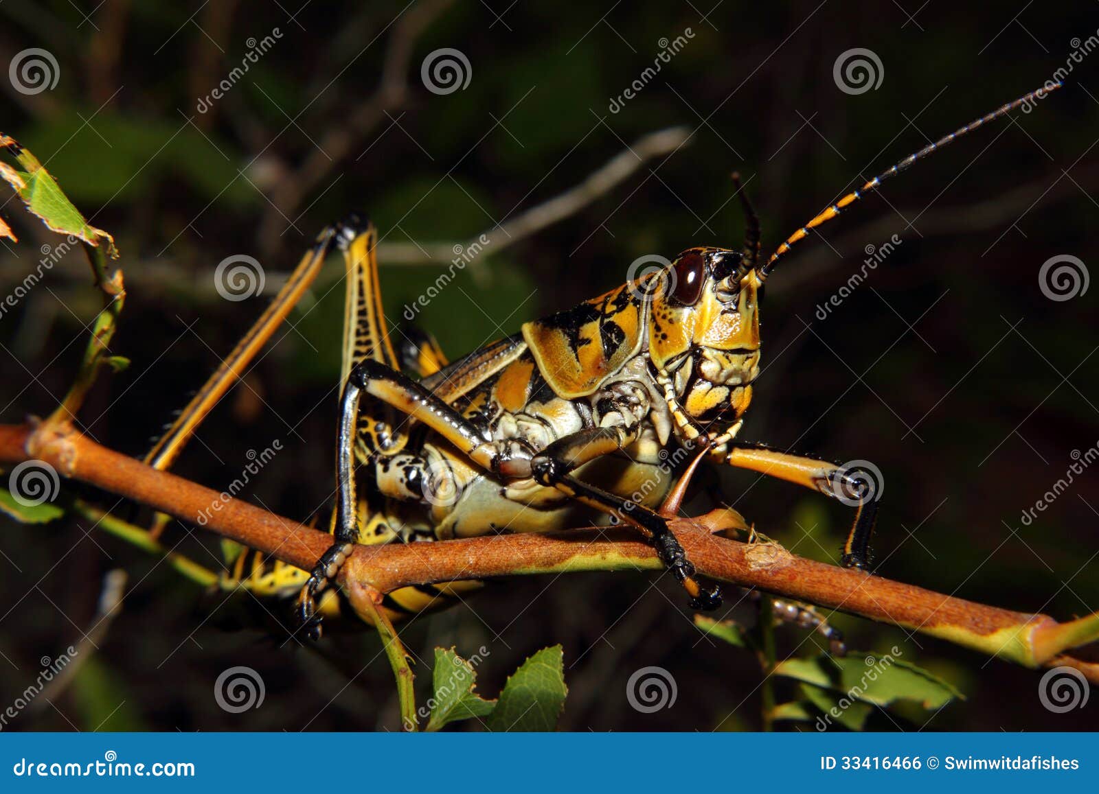 Eastern Lubber Grasshopper4 Stock Photo - Image of animal, legs: 33416466