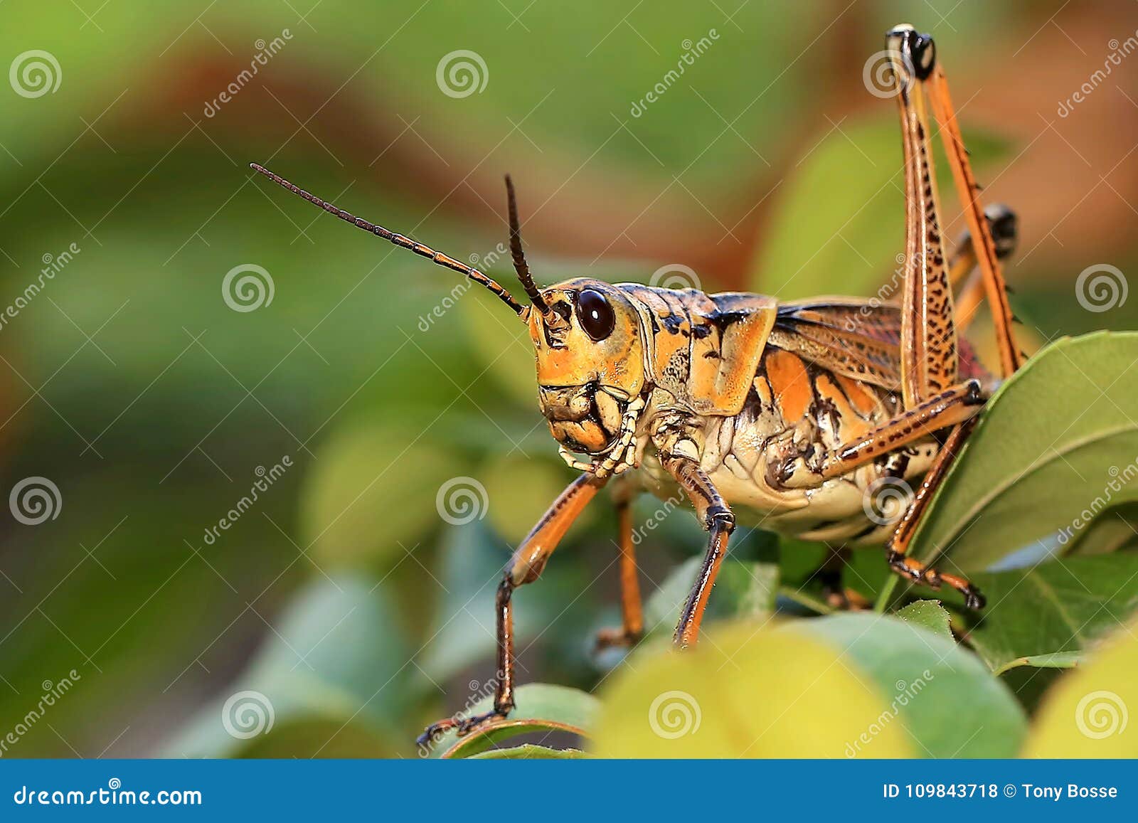 Eastern Lubber Grasshopper stock photo. Image of florida - 109843718