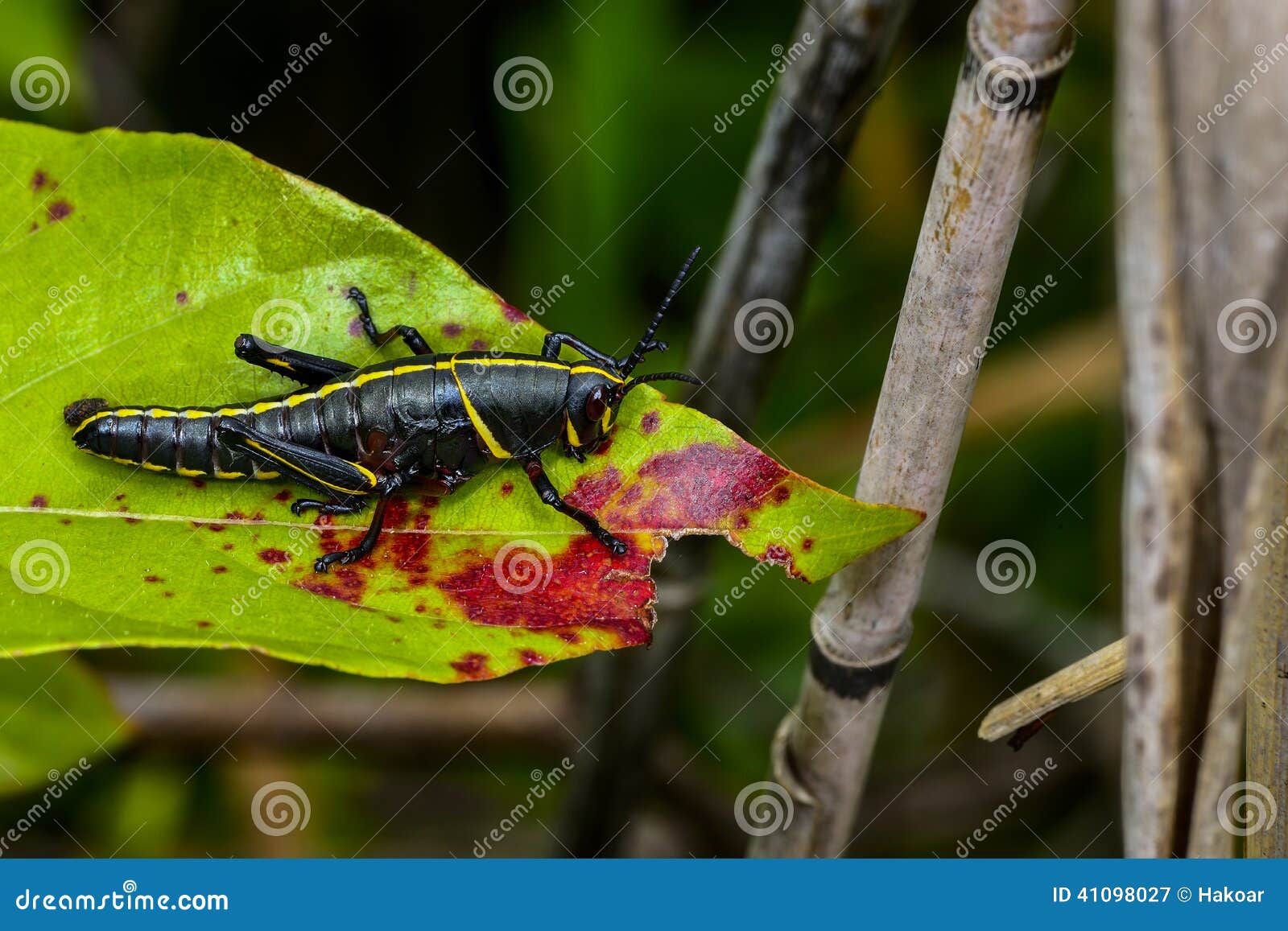 Eastern Lubber Grasshopper. Florida Lubber. A Yellow Grasshopper With ...