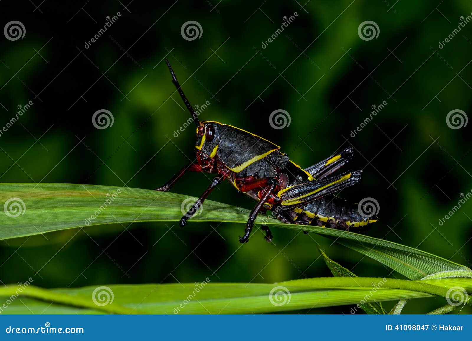 Eastern Lubber Grasshopper. Florida Lubber. A Yellow Grasshopper With ...