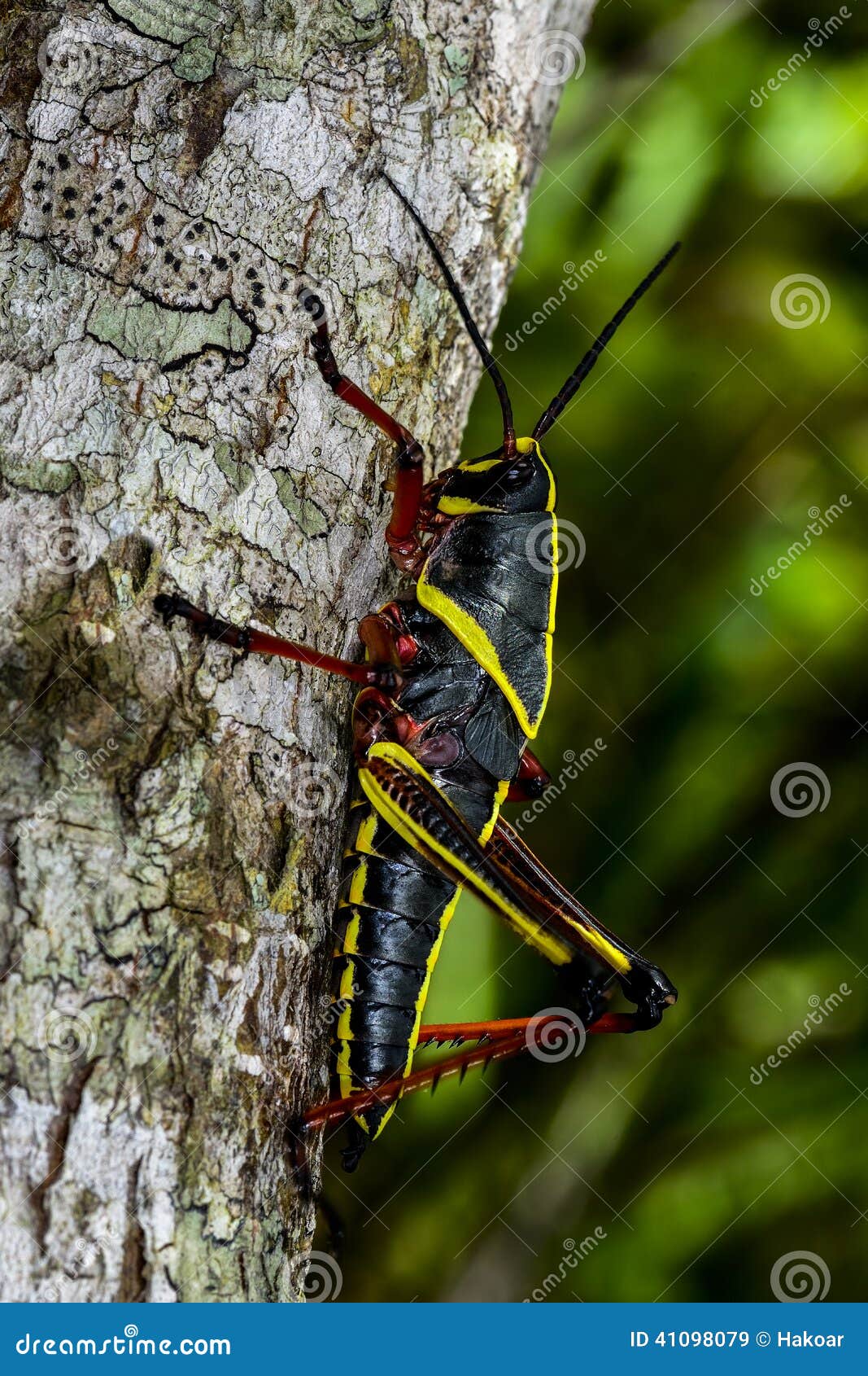 Eastern Lubber Grasshopper. Florida Lubber. A Yellow Grasshopper With ...