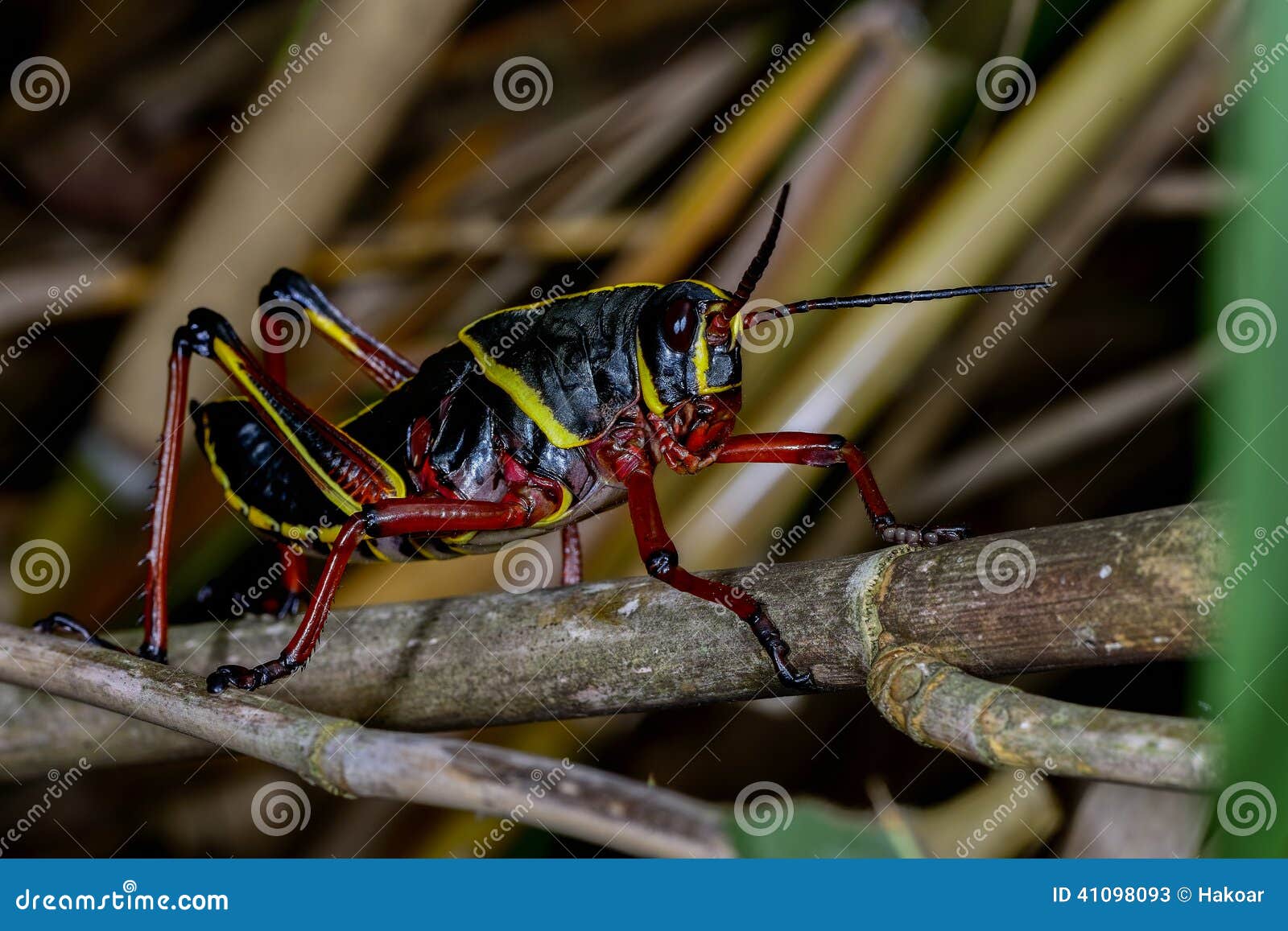 Eastern Lubber Grasshopper. Florida Lubber. A Yellow Grasshopper With ...