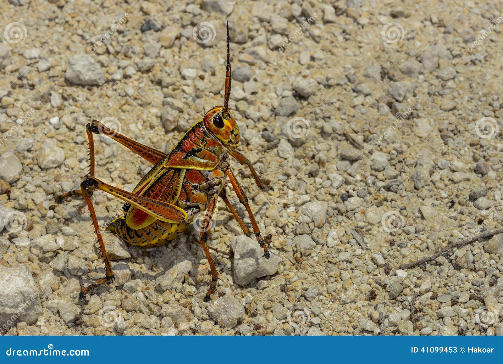 Eastern lubber grasshopper stock image. Image of life - 41099453