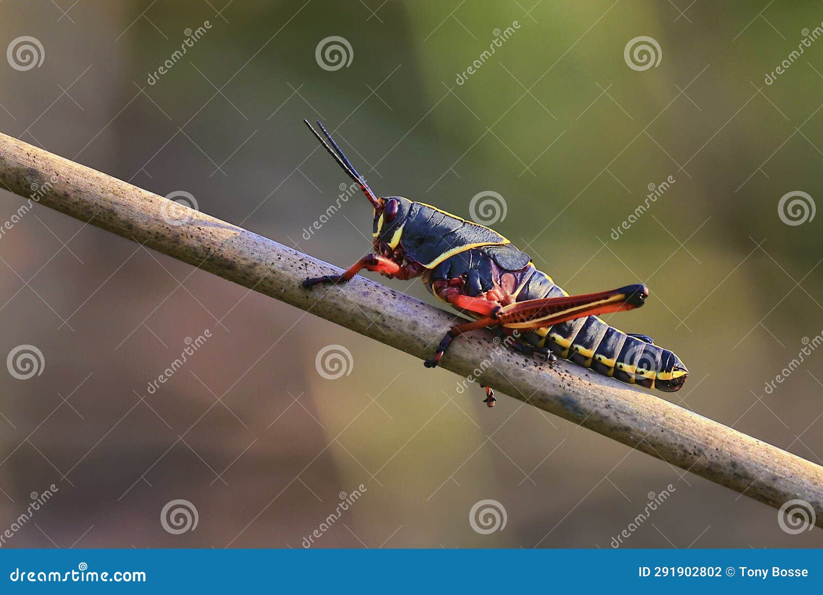 Eastern Lubber Grasshopper Stock Image | CartoonDealer.com #42994885