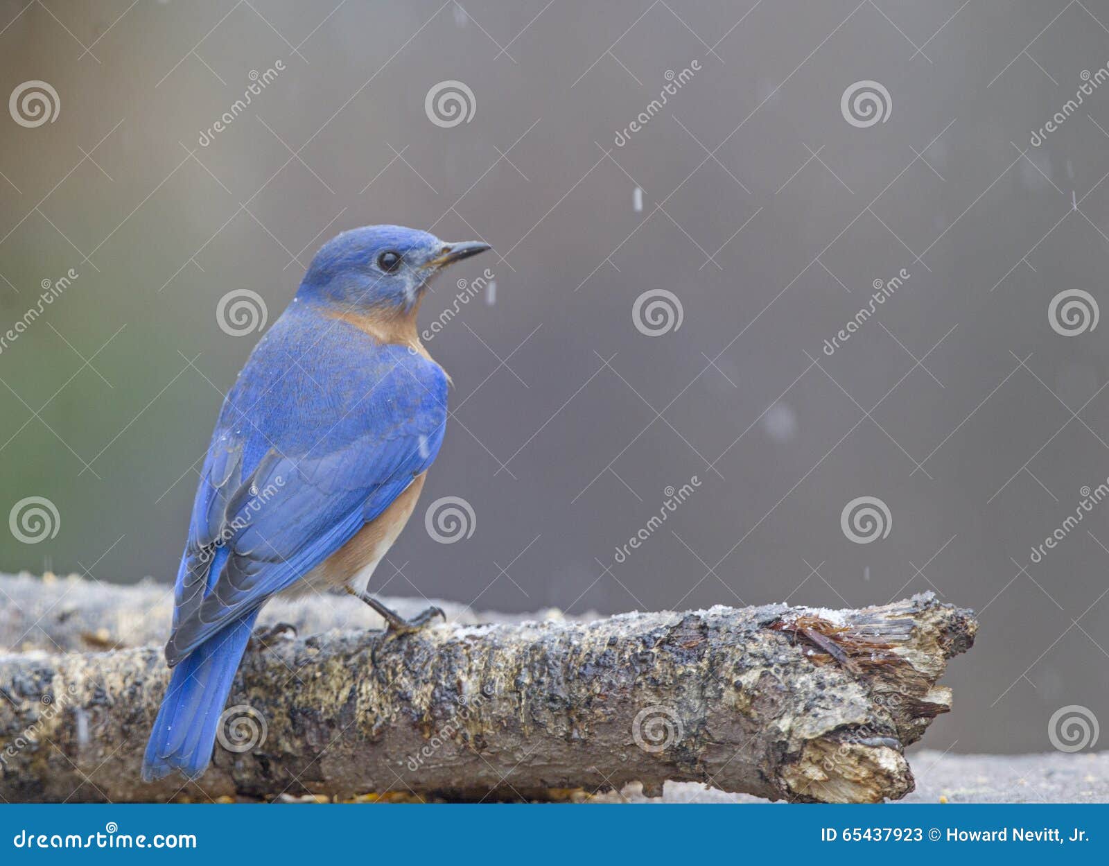 Eastern Male Bluebird in Snow Stock Image - Image of feeder, avian ...