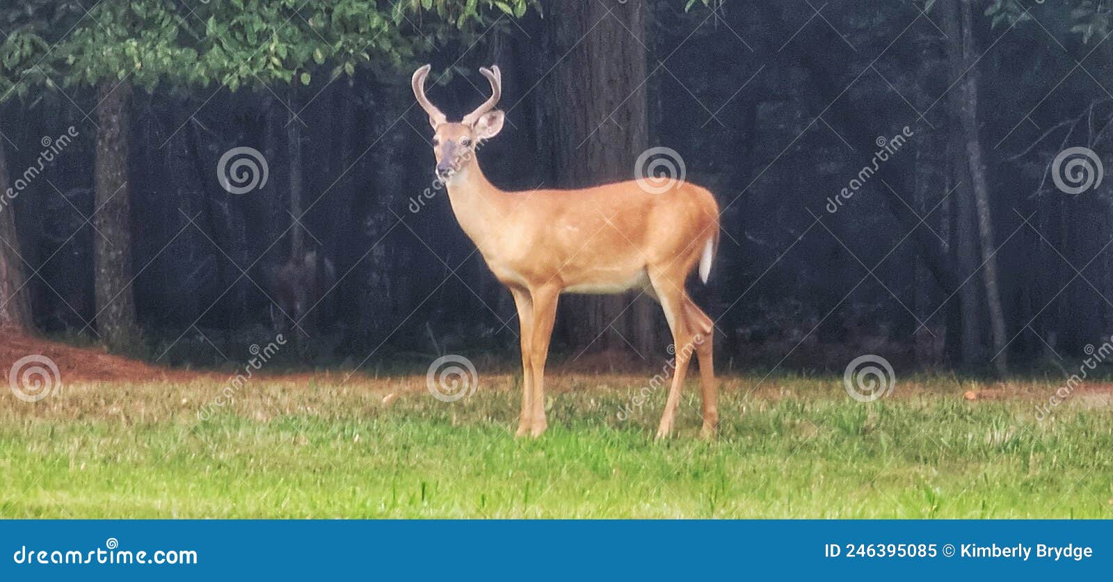 Eastern Male 4 Pointer Buck Alone Stock Image - Image of male, alone ...
