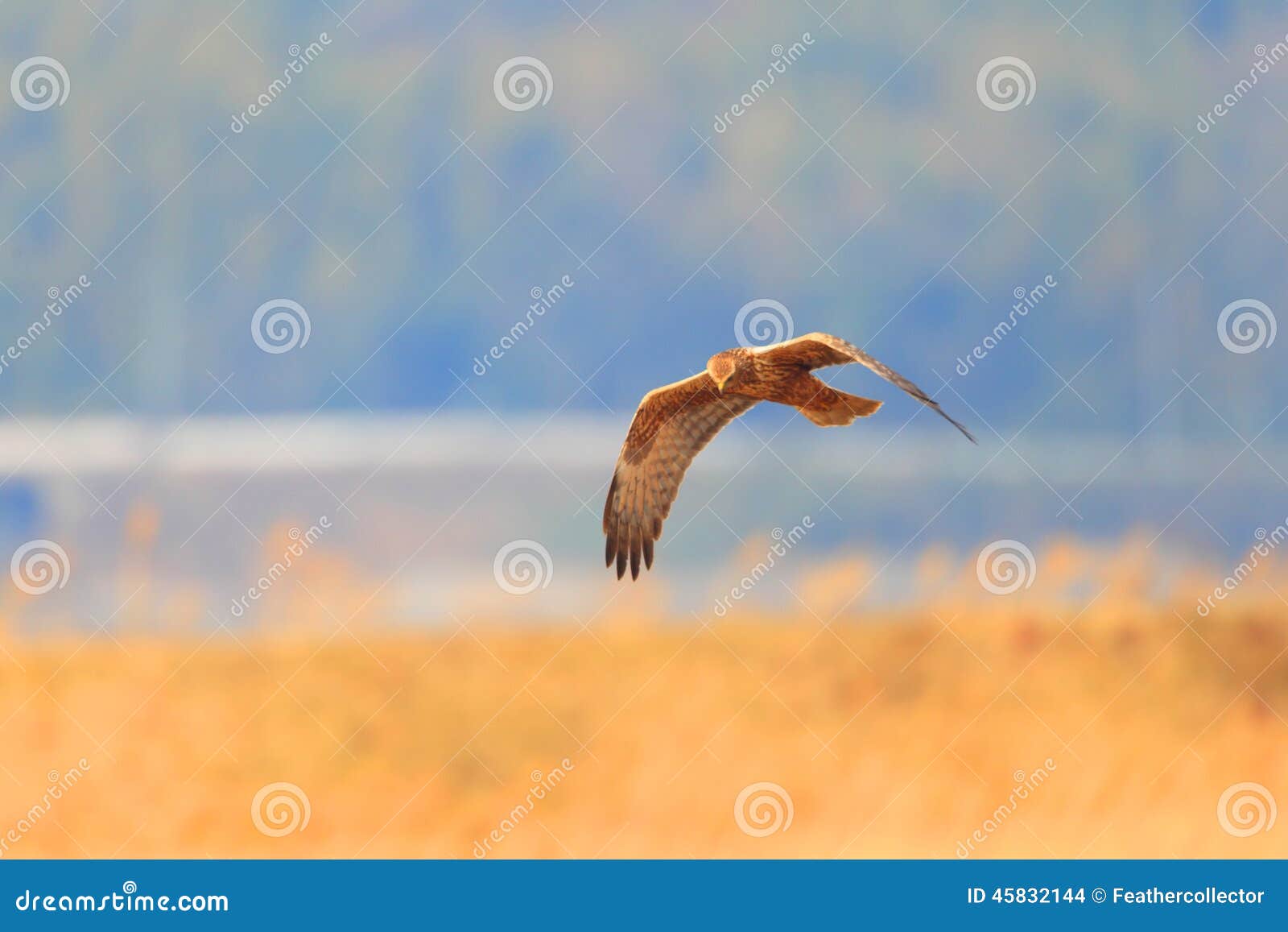 Eastern marsh harrier stock photo. Image of falcon, juvenile - 45832144