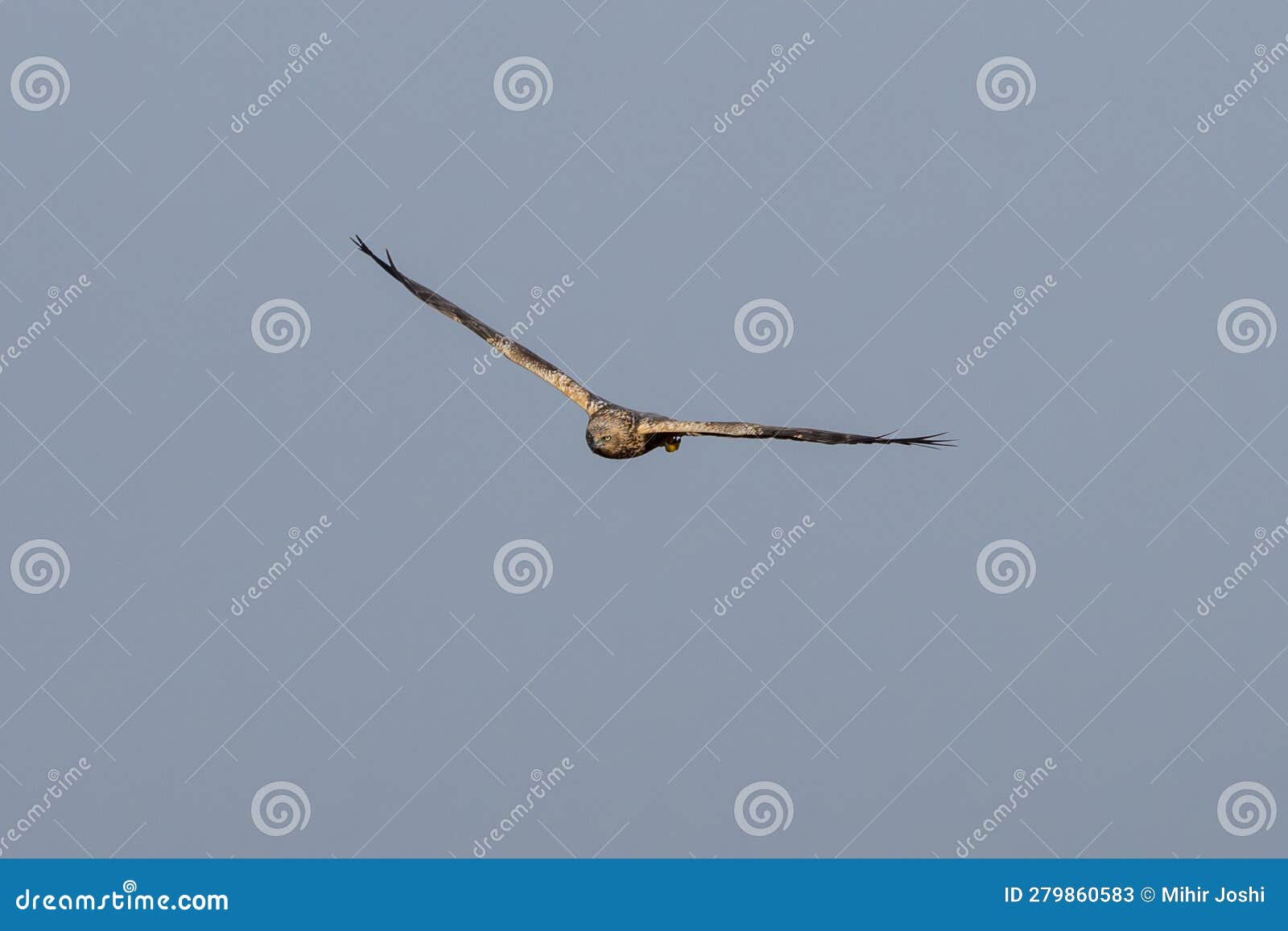 Eastern Marsh Harrier or Circus Spilonotus Observed in Gajoldaba in ...