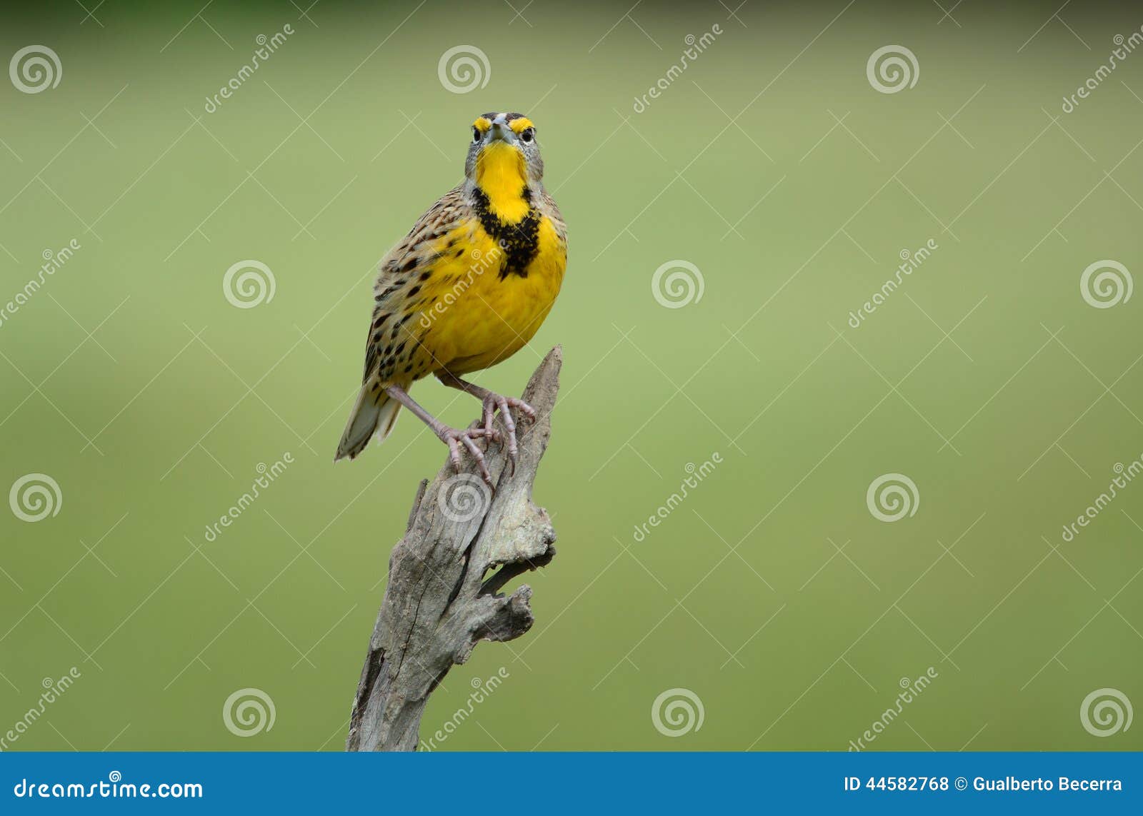 Eastern Meadowlark stock photo. Image of male, perched - 44582768