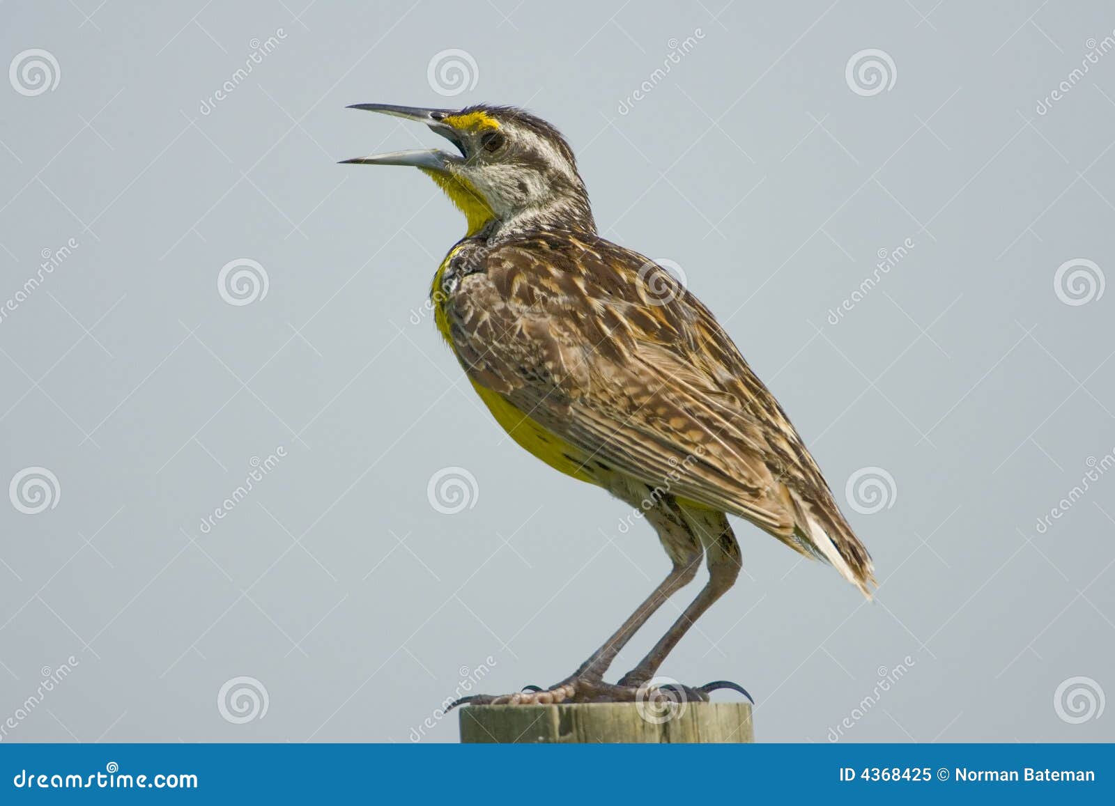 Eastern Meadowlark singing stock image. Image of singing - 4368425