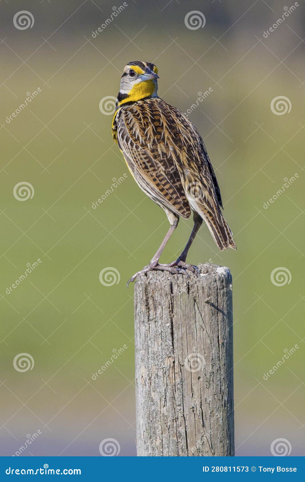 Eastern Meadowlark Standing on a Post Stock Image - Image of eastern ...
