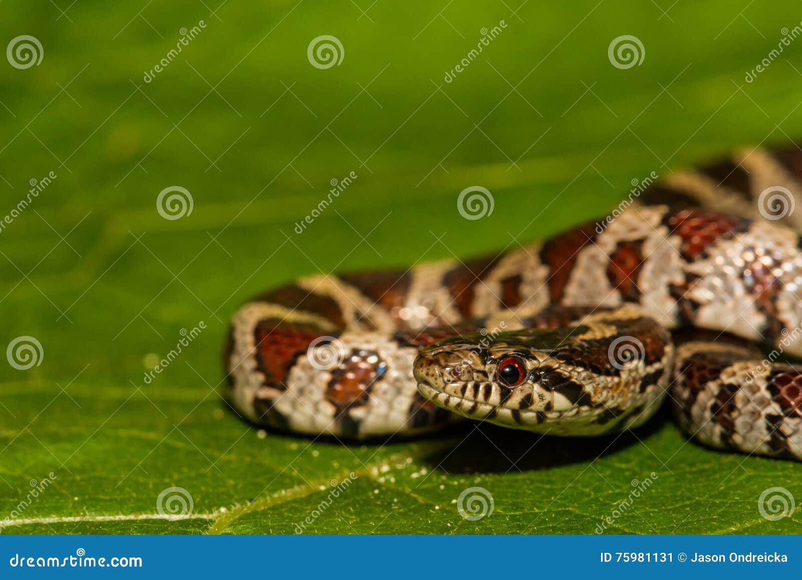 Eastern Milk Snake stock image. Image of amazing, flora - 75981131