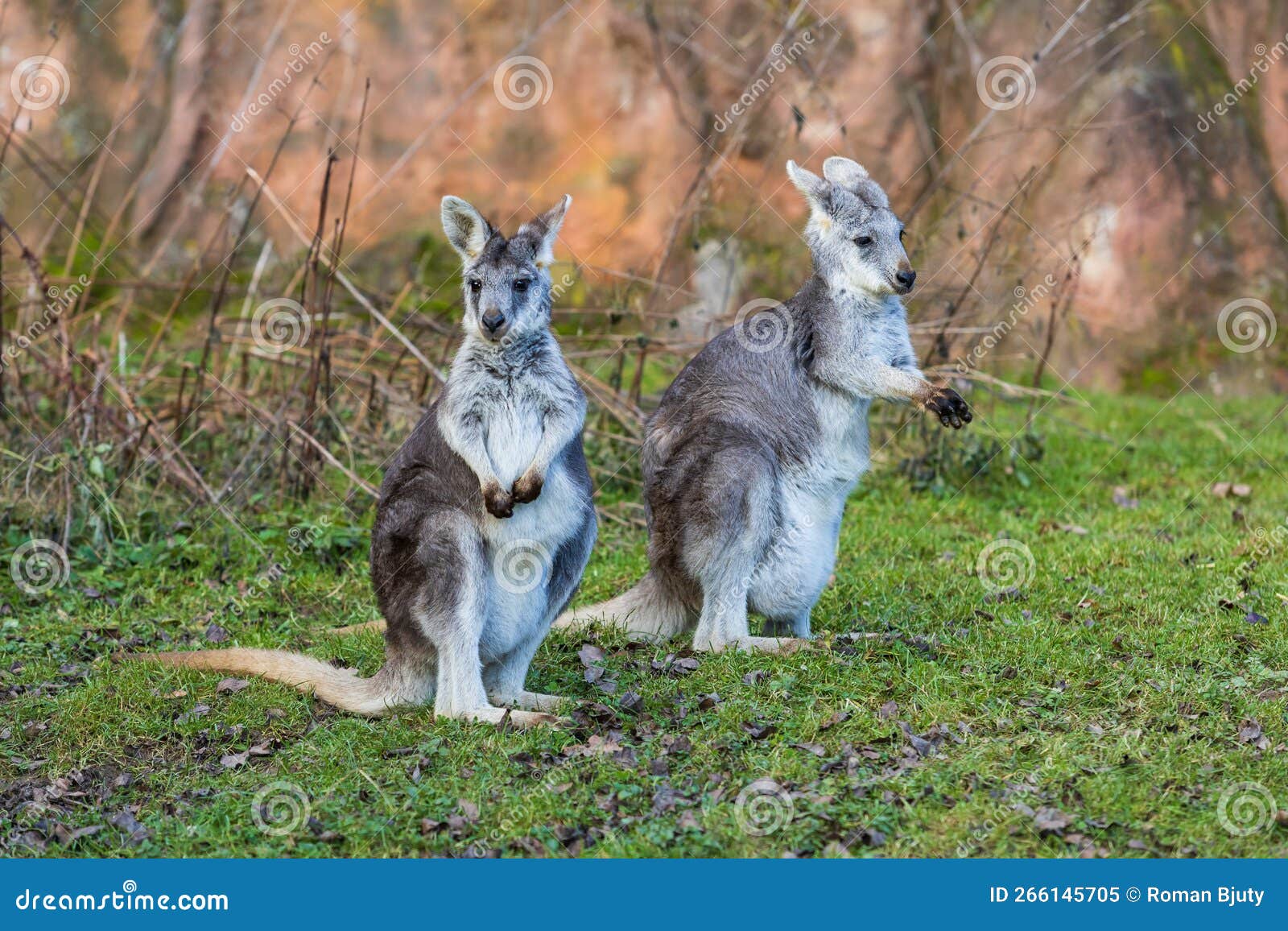 Eastern Mountain Kangaroo - Macropus Robustus Robustus on a Green ...