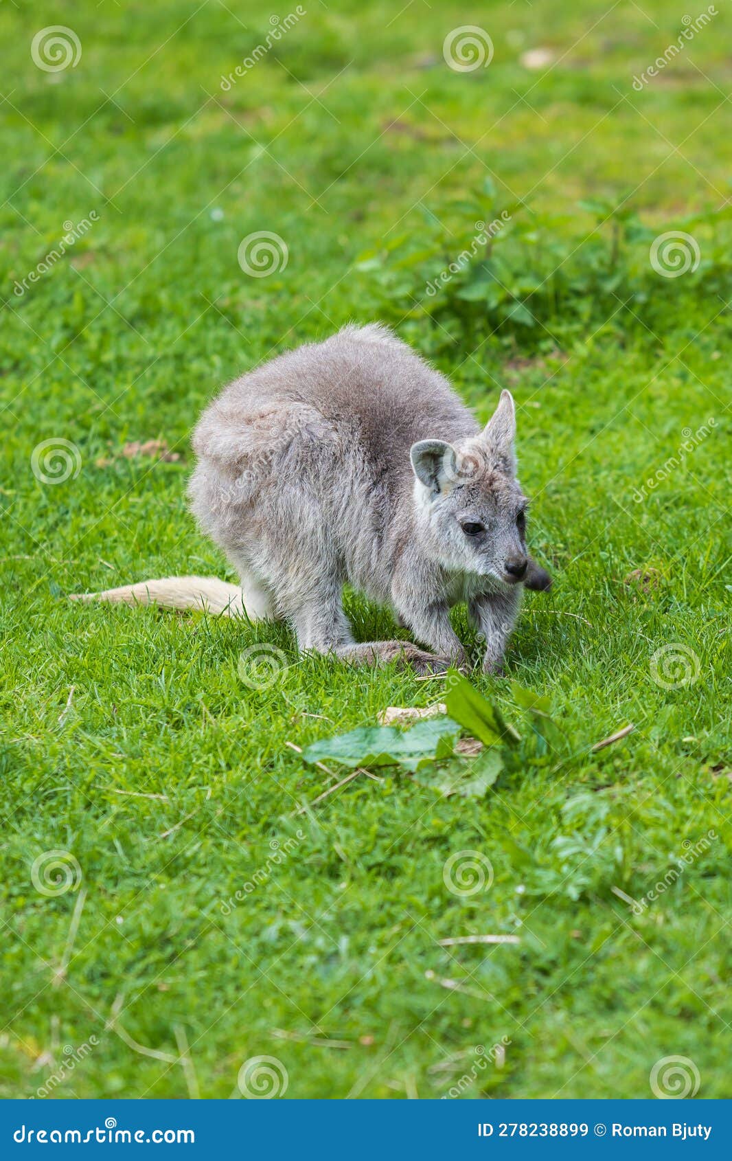 Eastern Mountain Kangaroo - Macropus Robustus Robustus on a Green ...