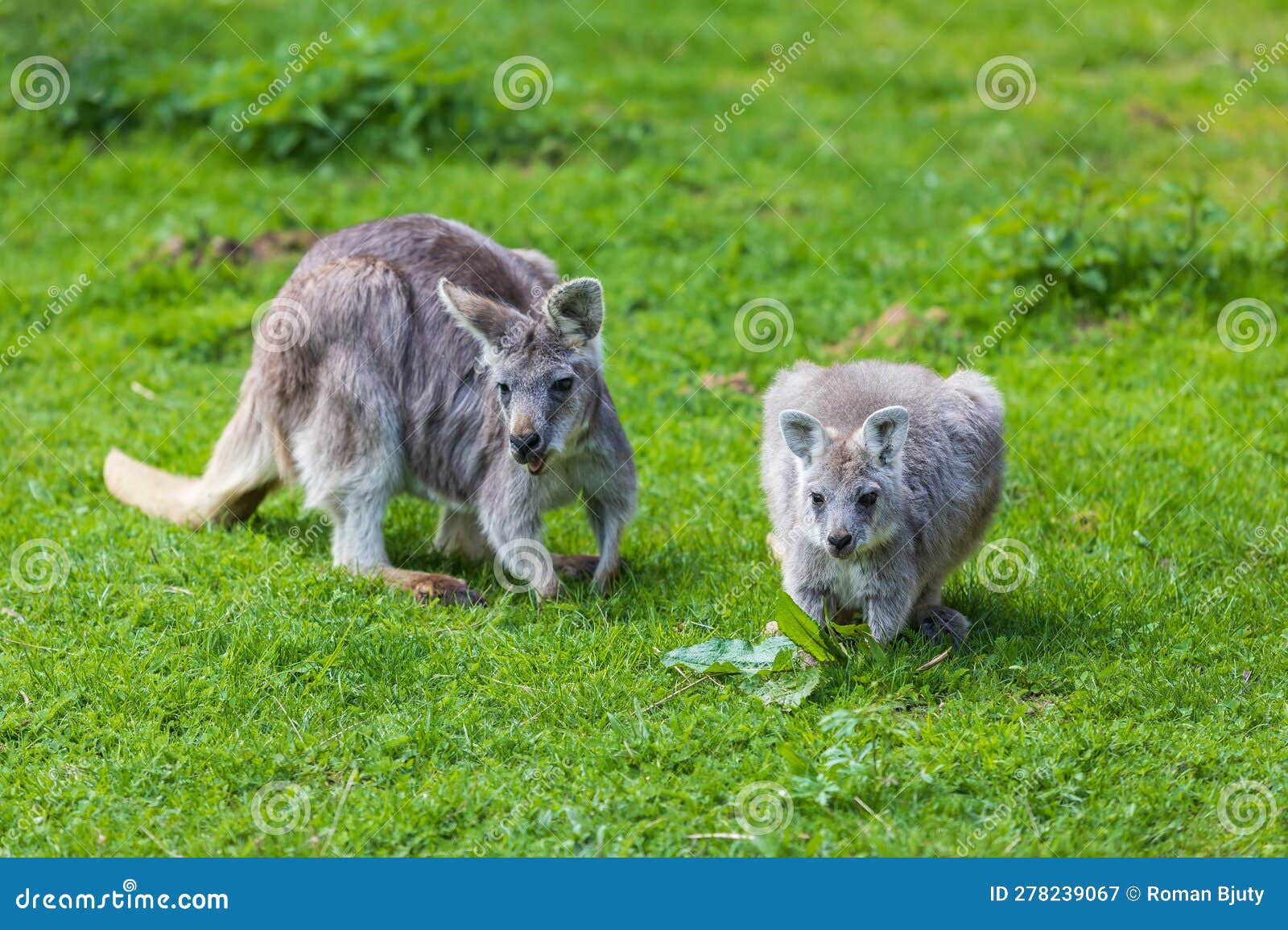 Eastern Mountain Kangaroo - Macropus Robustus Robustus on a Green ...