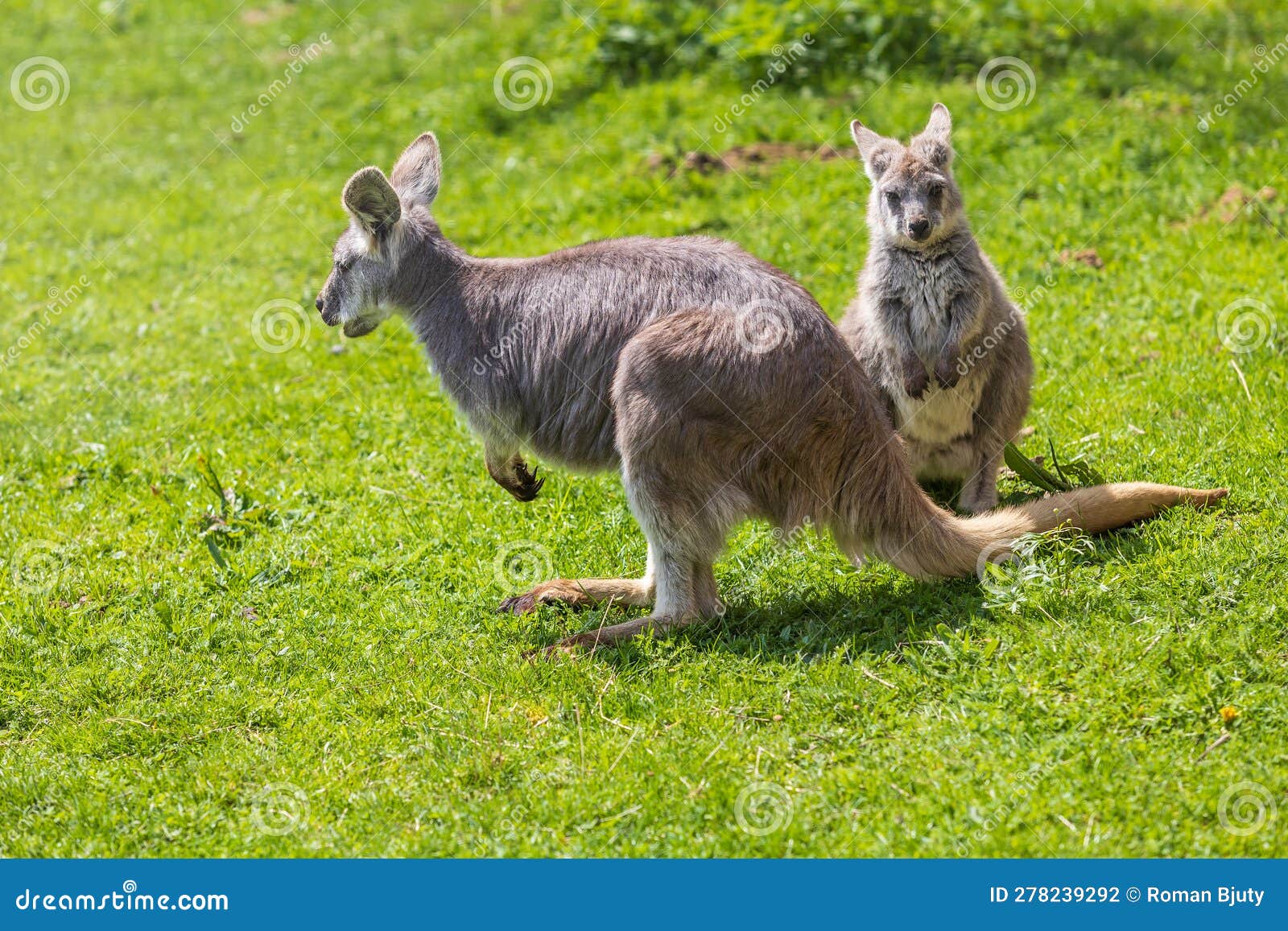 Eastern Mountain Kangaroo - Macropus Robustus Robustus on a Green ...