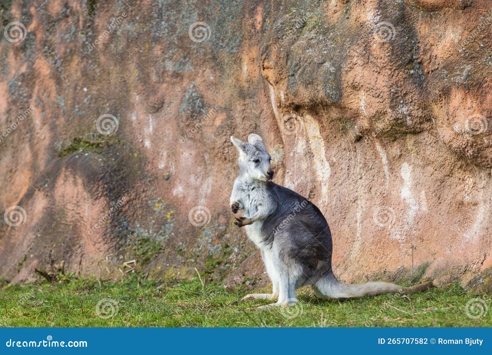 Eastern Mountain Kangaroo - Macropus Robustus Robustus on a Green ...