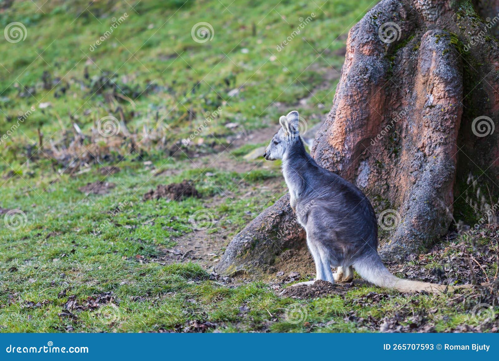 Eastern Mountain Kangaroo - Macropus Robustus Robustus on a Green ...