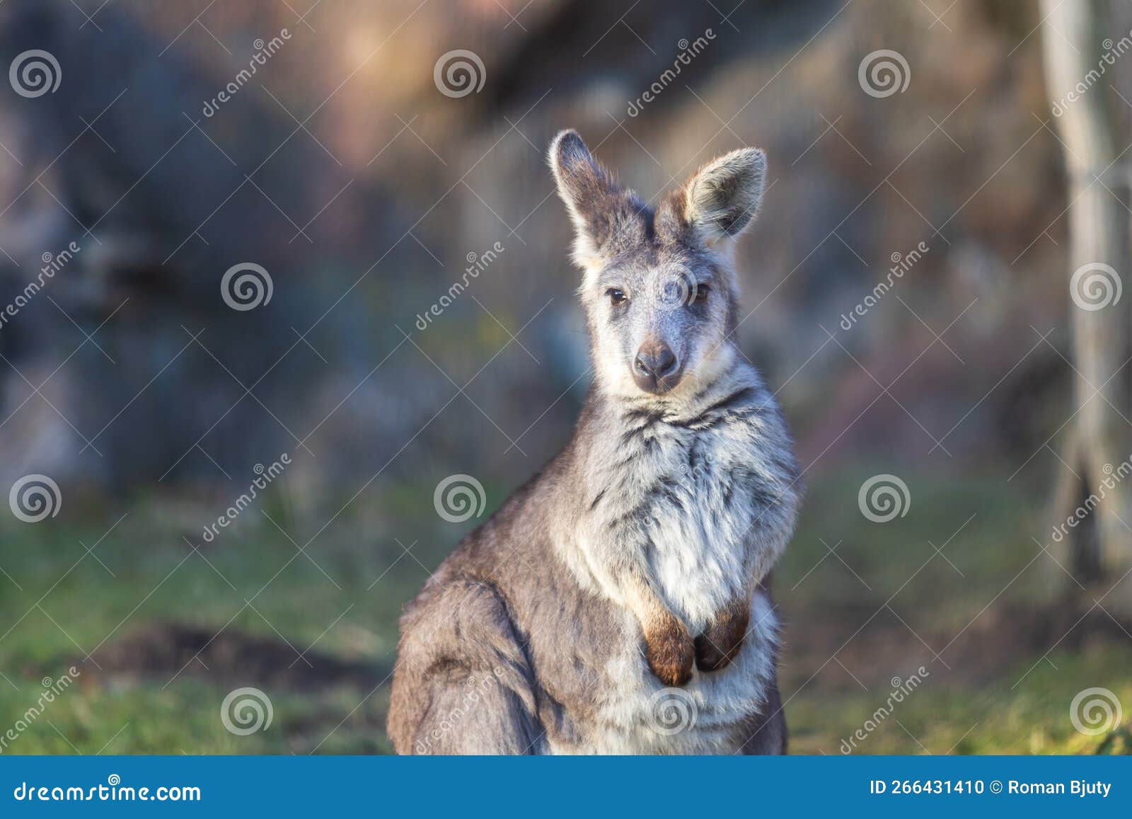 Eastern Mountain Kangaroo - Macropus Robustus Robustus on a Green ...