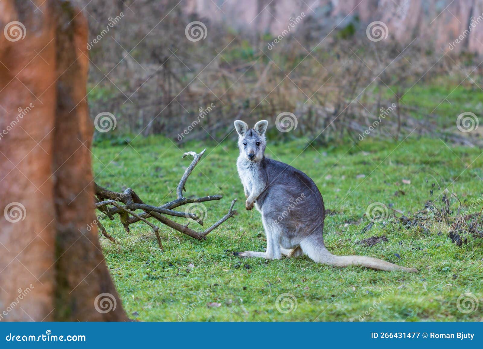 Eastern Mountain Kangaroo - Macropus Robustus Robustus on a Green ...
