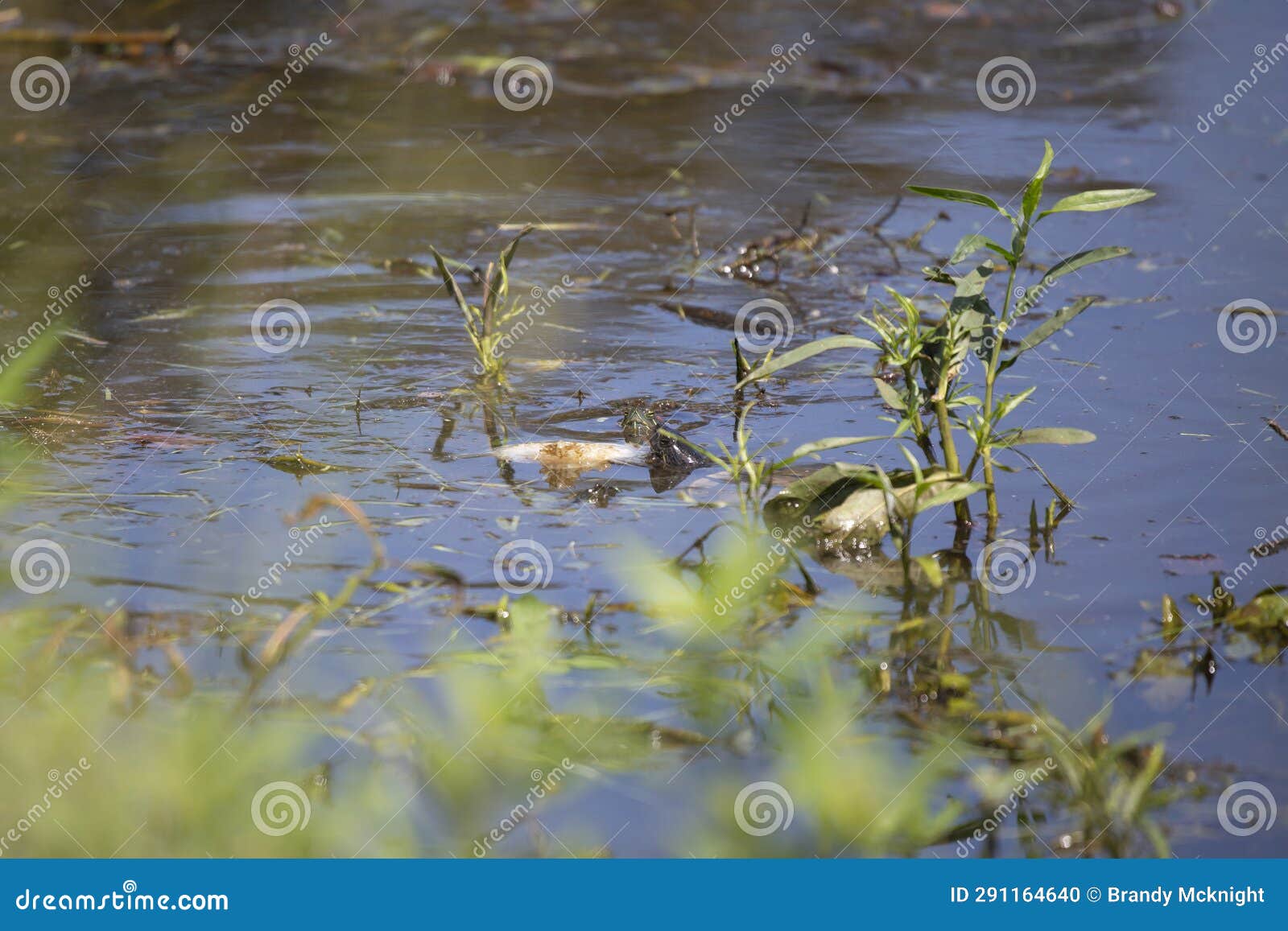 Eastern Mud Turtle and Red-Eared Slider Stock Photo - Image of natural ...