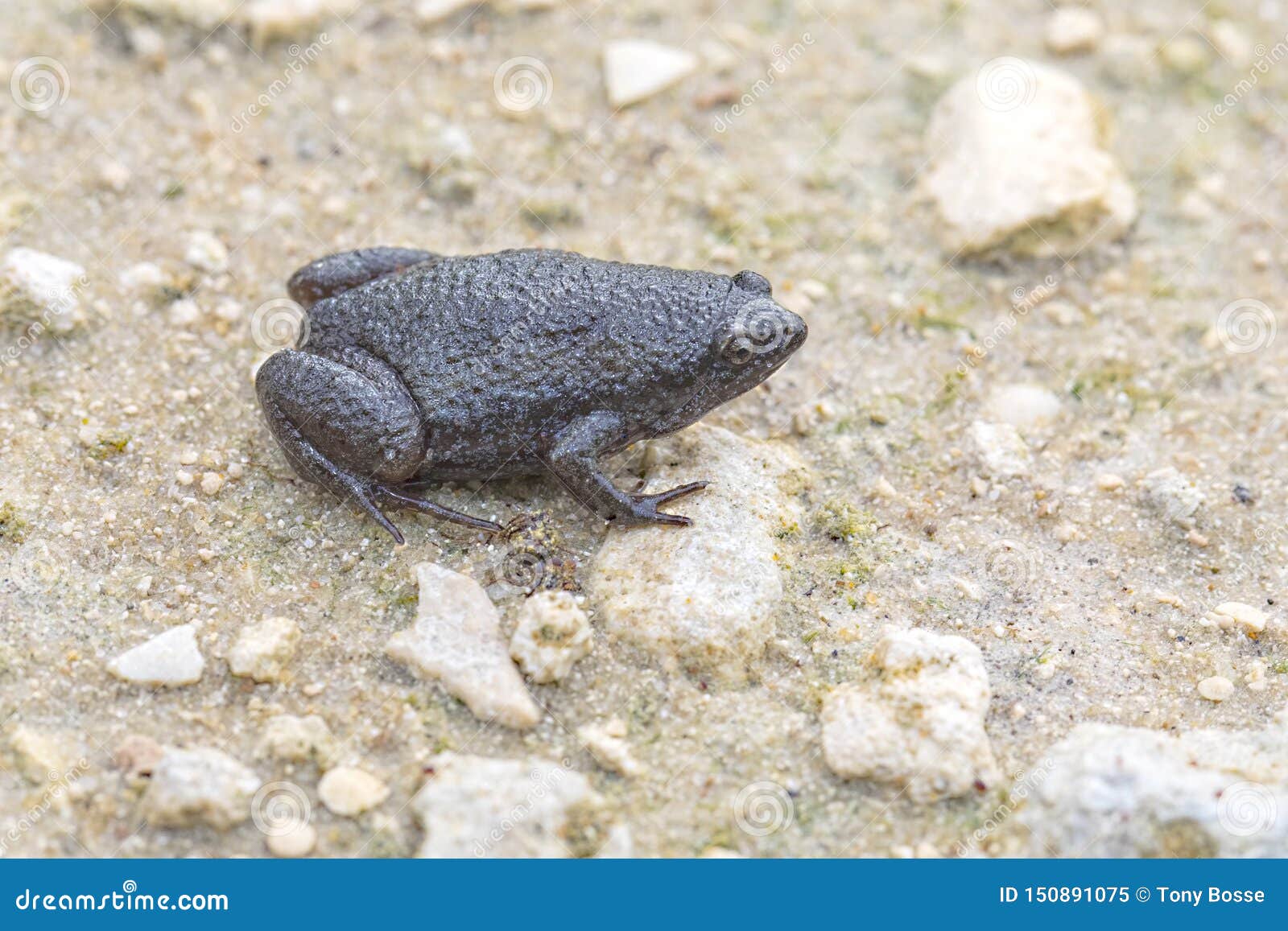 Eastern Narrow-mouthed Toad Stock Image - Image of frog, toad: 150891075