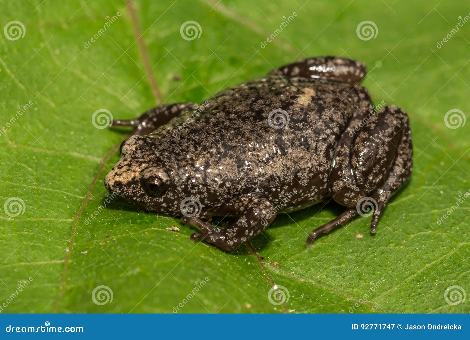 Eastern Narrowmouth Toad stock image. Image of field - 92771747