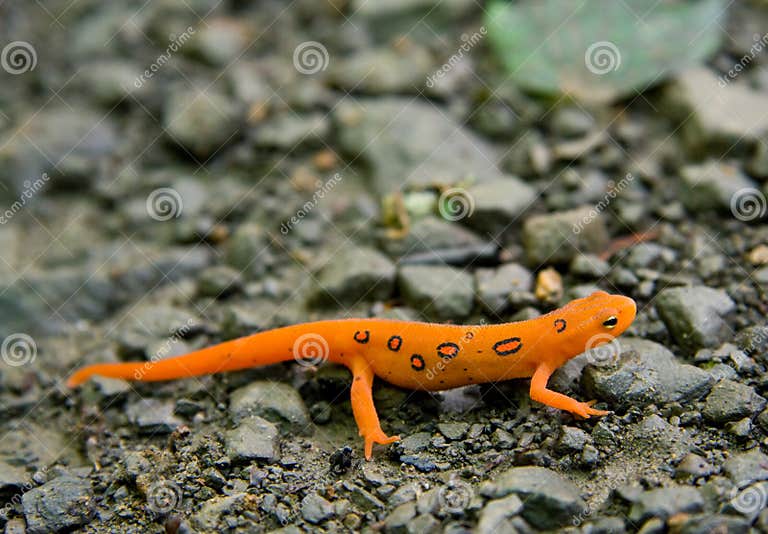 Eastern Newt stock image. Image of juvenile, spotted - 10439061