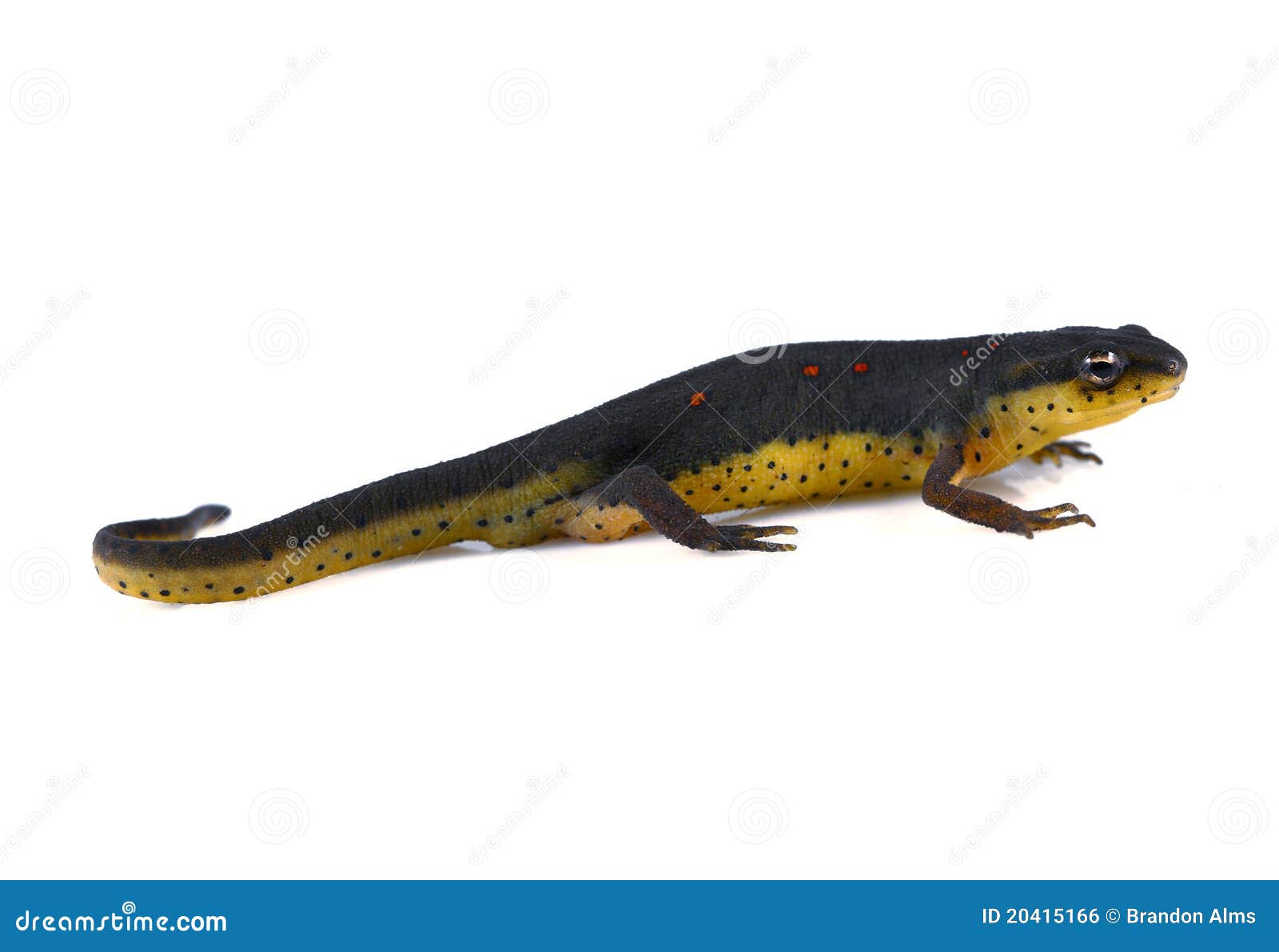 Eastern Newt stock photo. Image of animal, spotted, white - 20415166