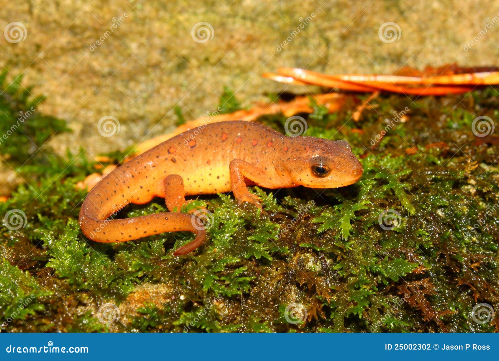 Eastern Newt Larvae Swimming Through Aquatic Vegetation Stock ...