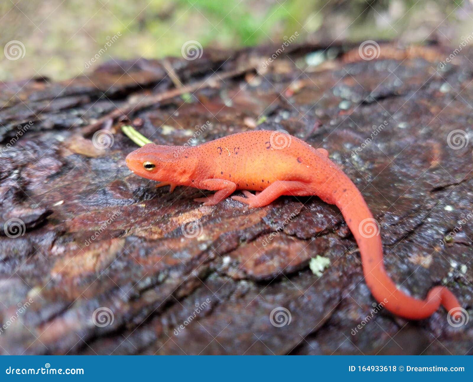 Eastern Newt Red Eft stock photo. Image of newt, juvenile - 164933618