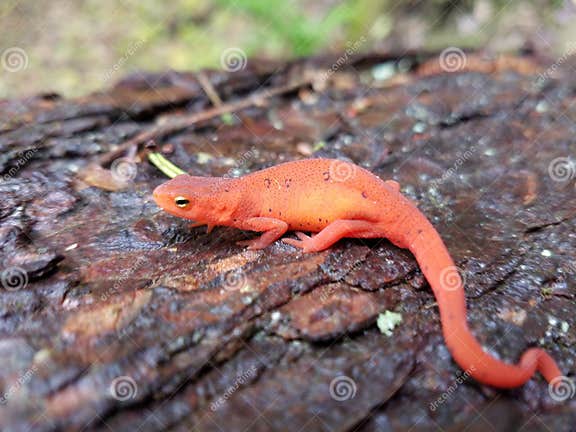 Eastern Newt Red Eft stock photo. Image of newt, juvenile - 164933618