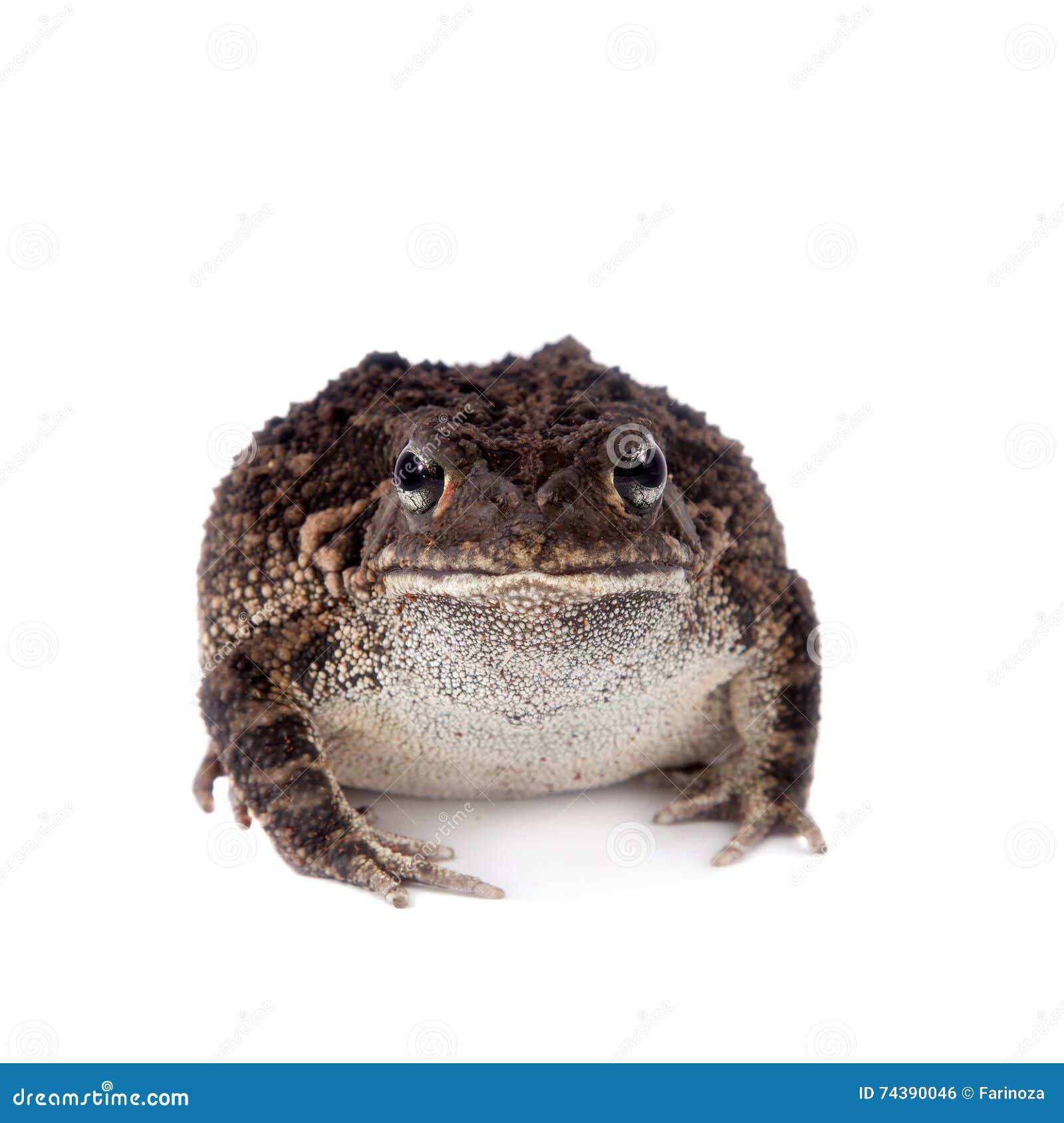 Warty Eastern American Toad On Brick Stock Image | CartoonDealer.com ...
