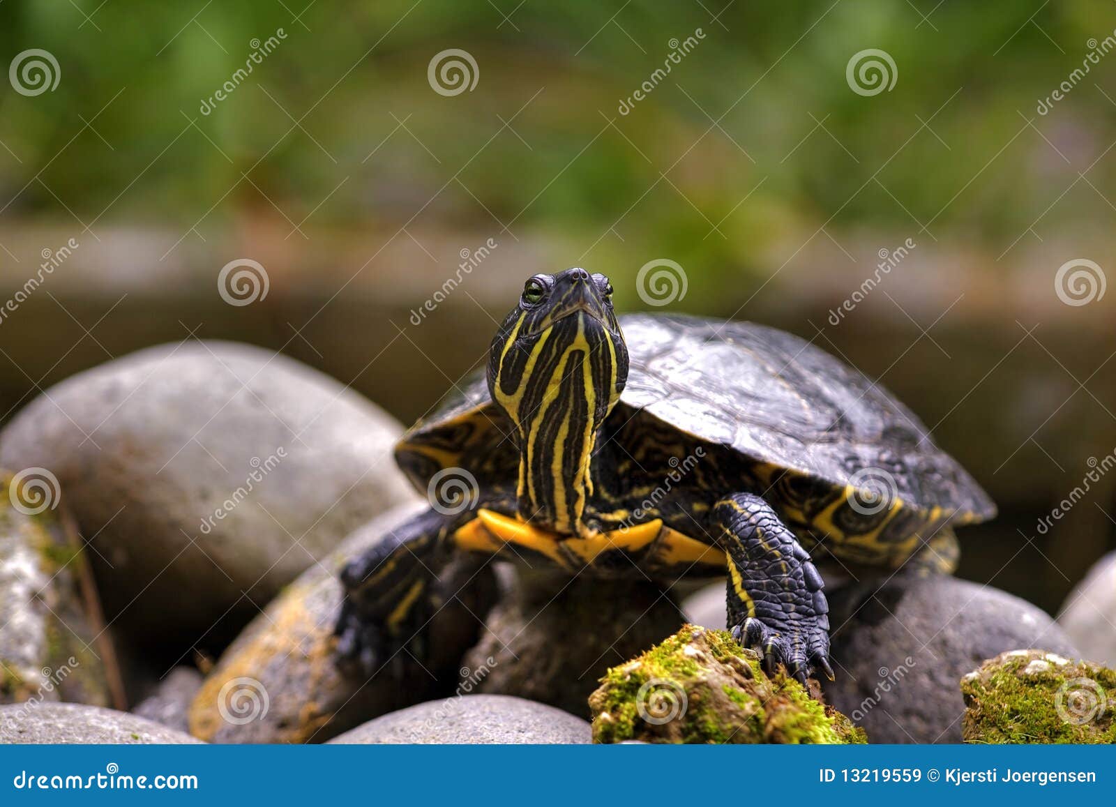 Painted Turtle Stock Image | CartoonDealer.com #41884081