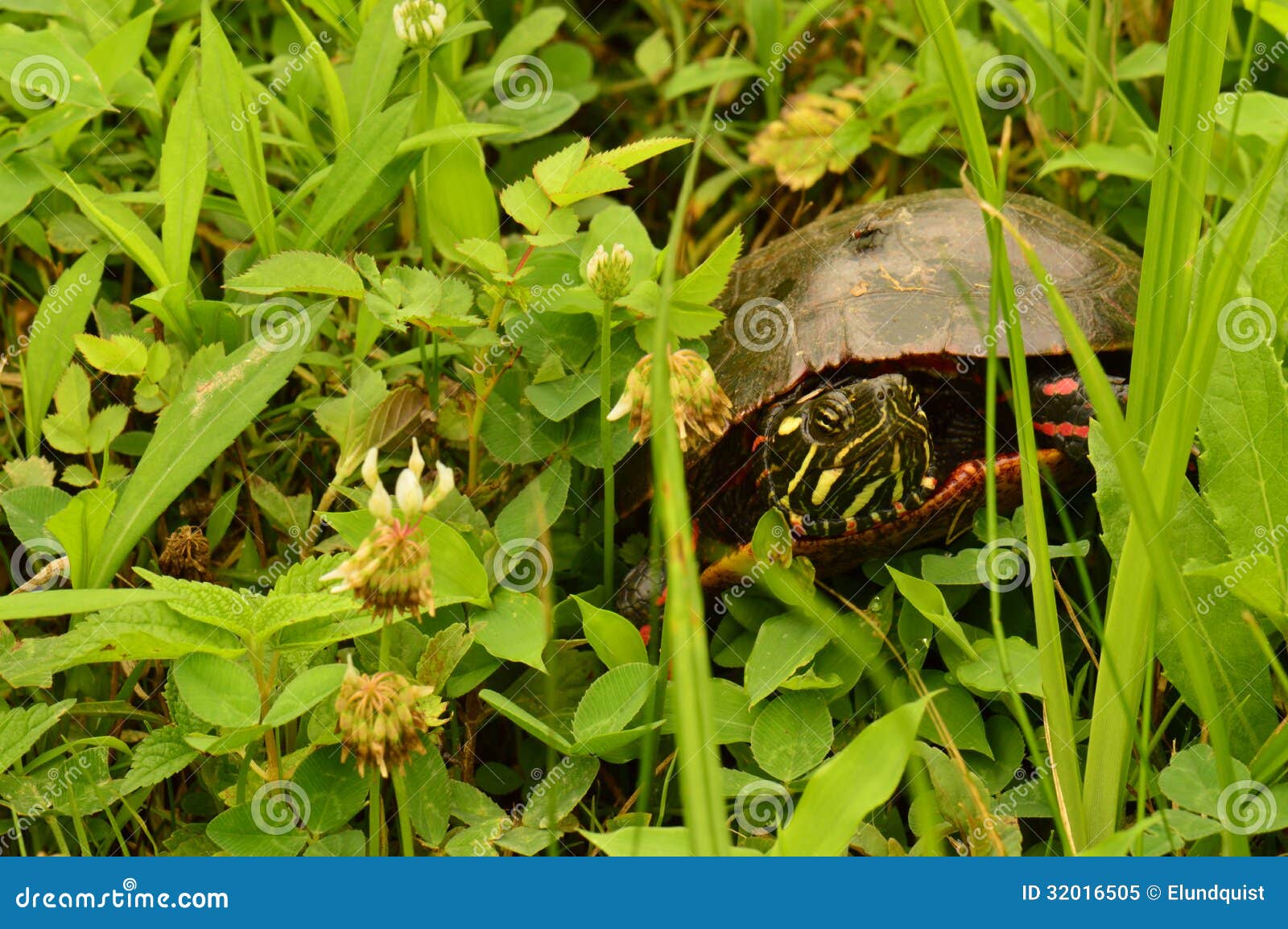 Eastern Painted turtle stock image. Image of fields, painted - 32016505