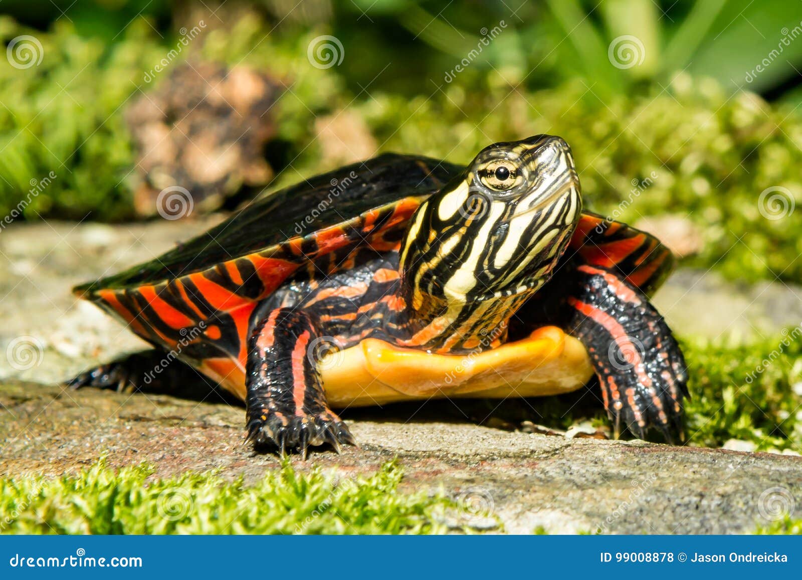 Eastern Painted Turtle stock photo. Image of baby, native - 99008878